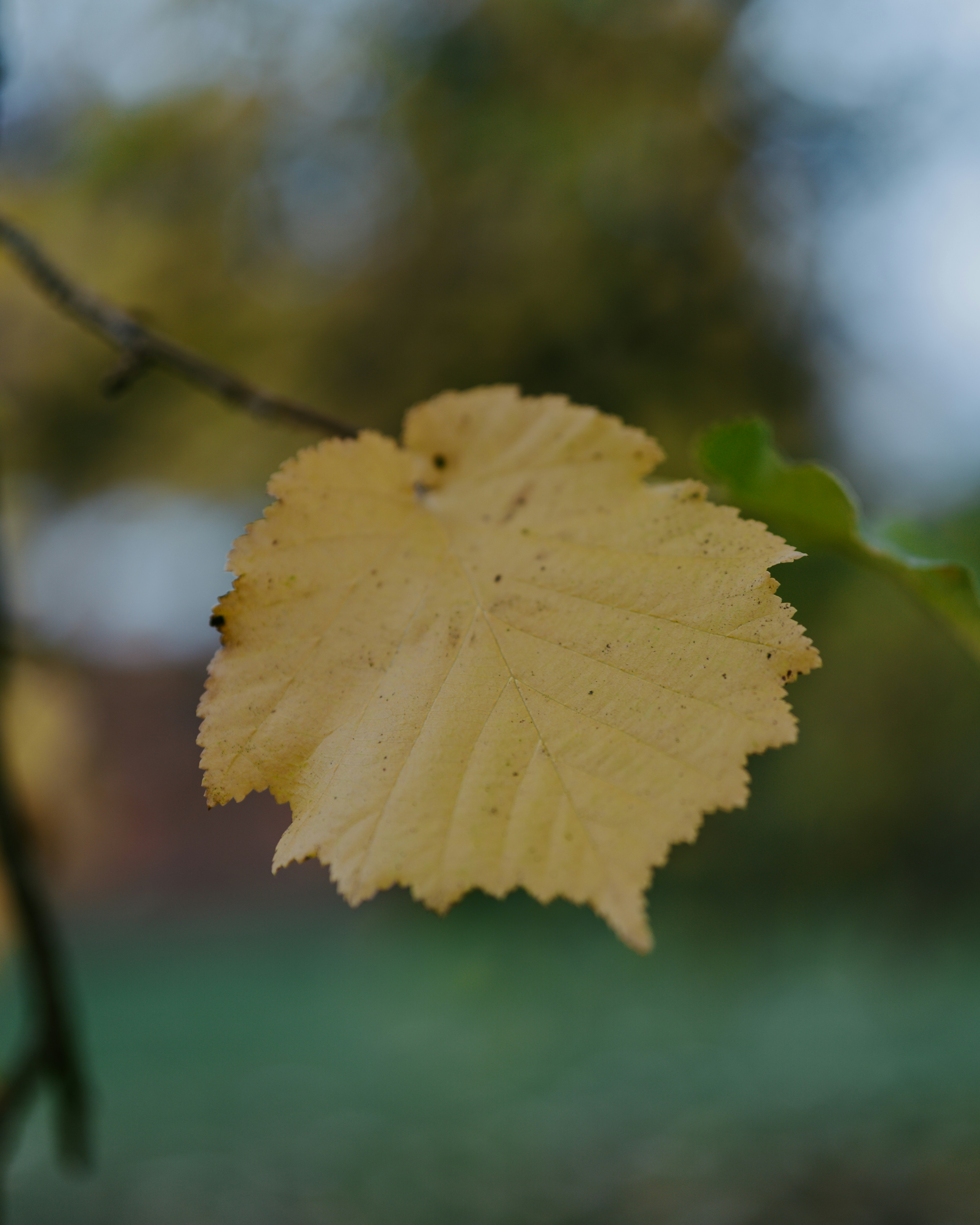 Photo by Mohamed B. with Sony Alpha 7C