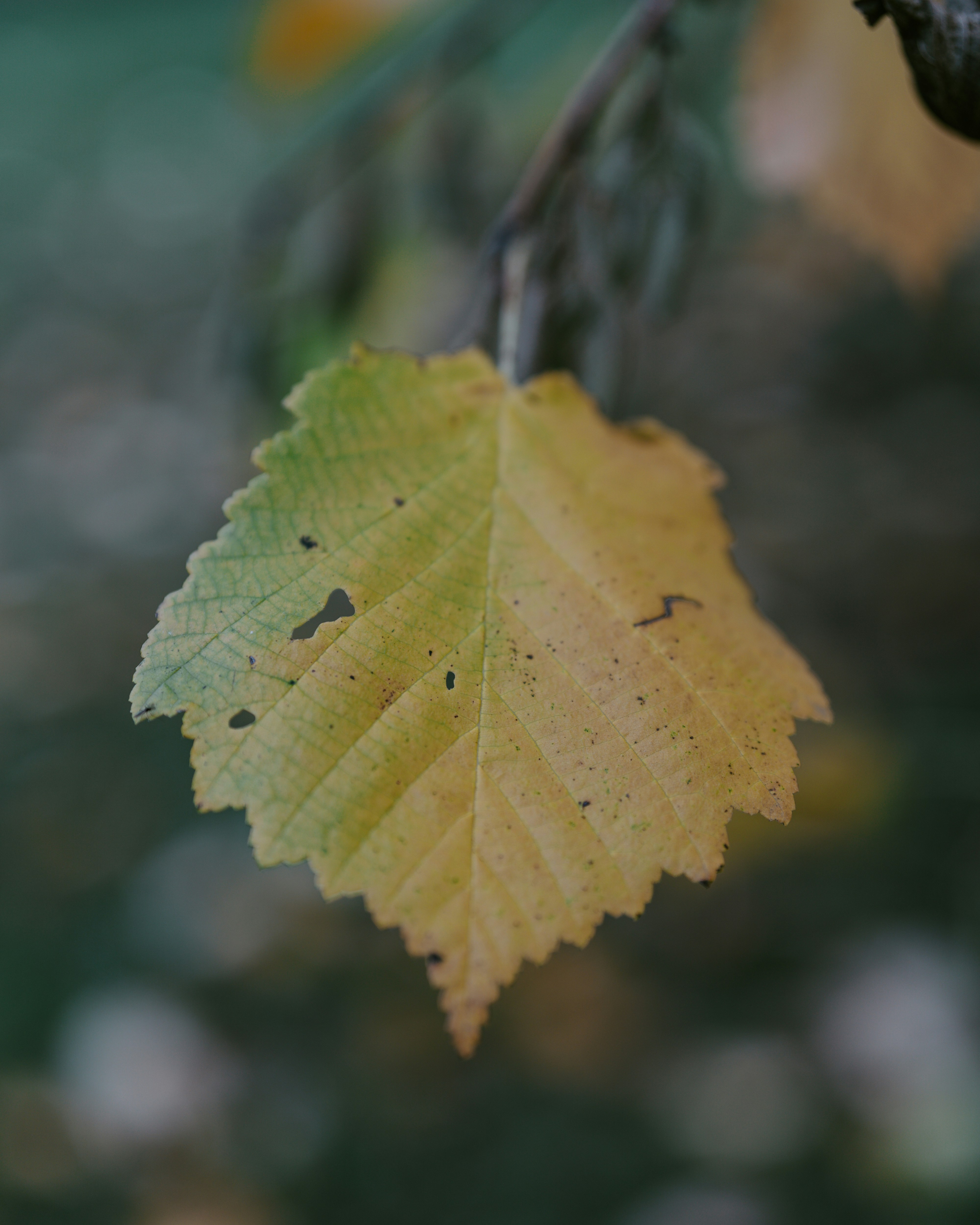 Photo by Mohamed B. with Sony Alpha 7C