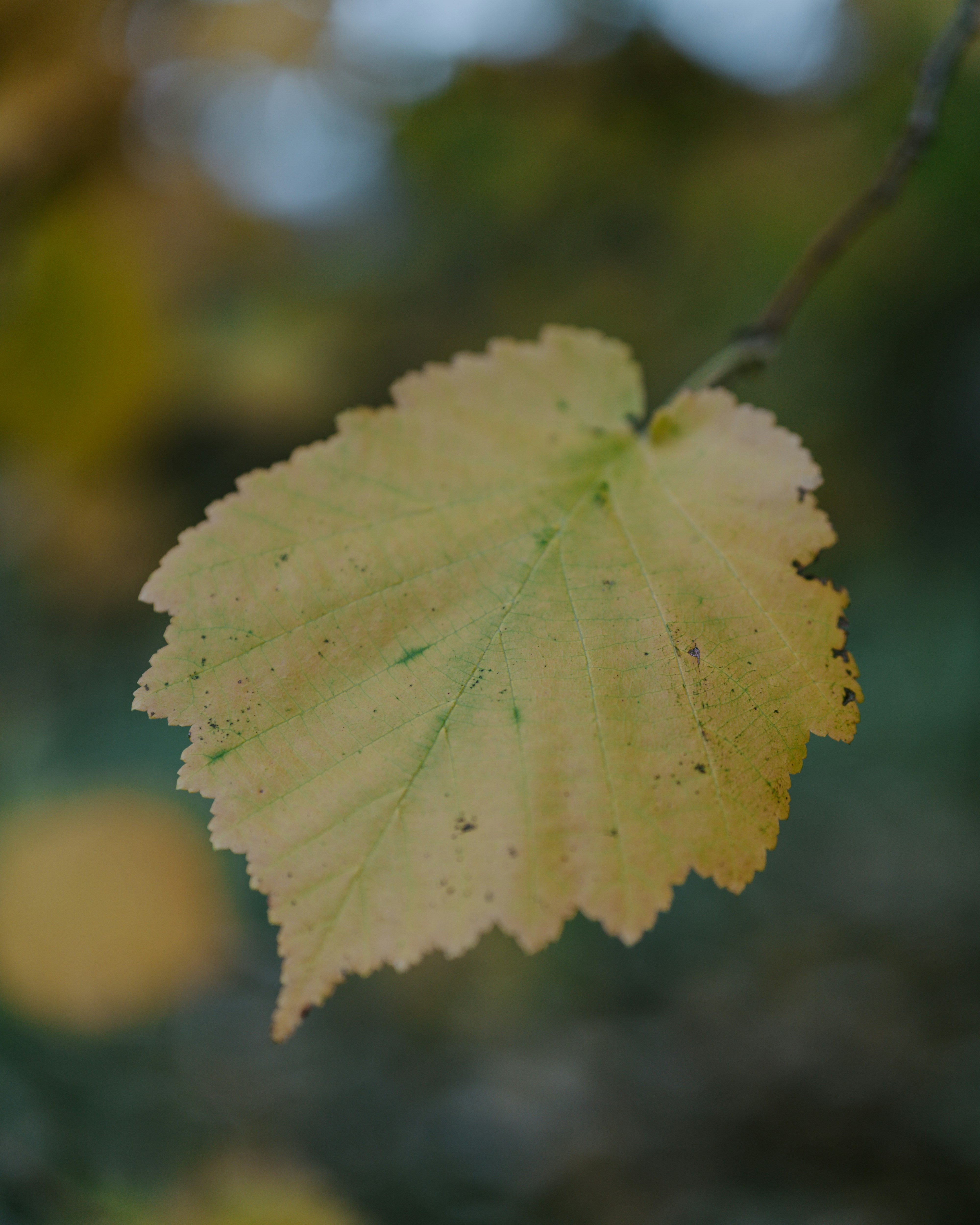 Photo by Mohamed B. with Sony Alpha 7C