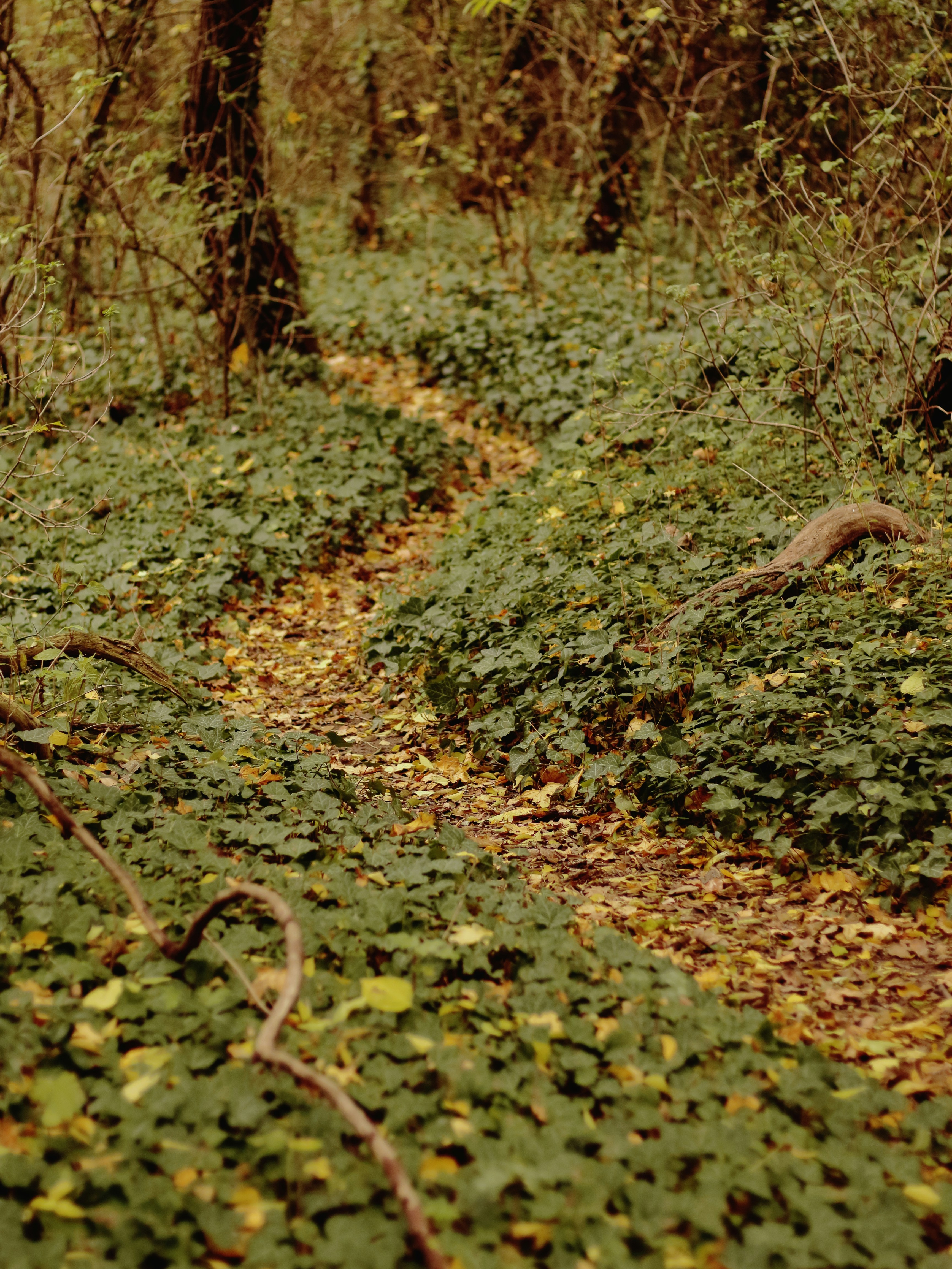 Whispering Ivy Trail in Autumn Light