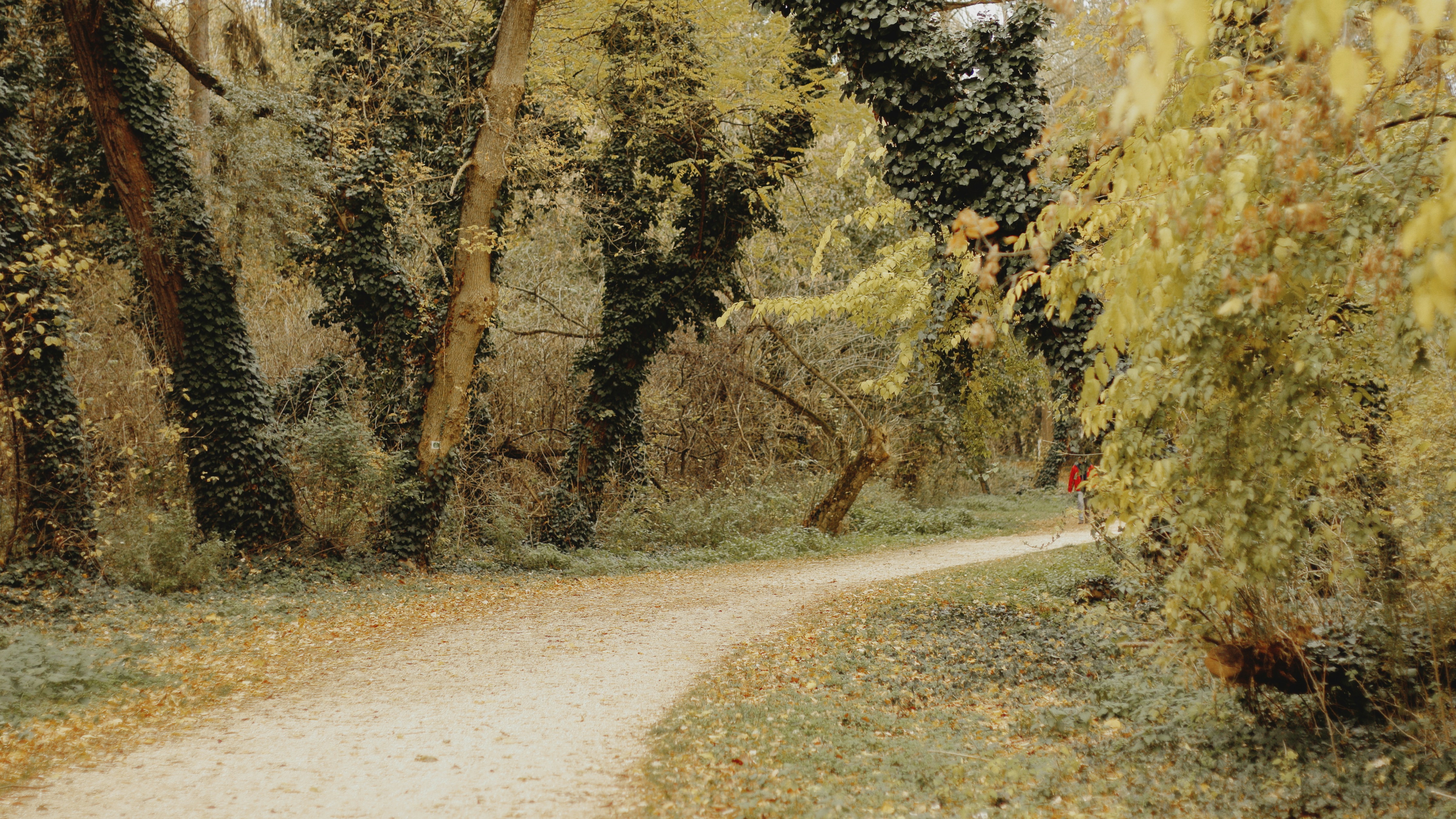 Crimson Figure on a Golden Woodland Path