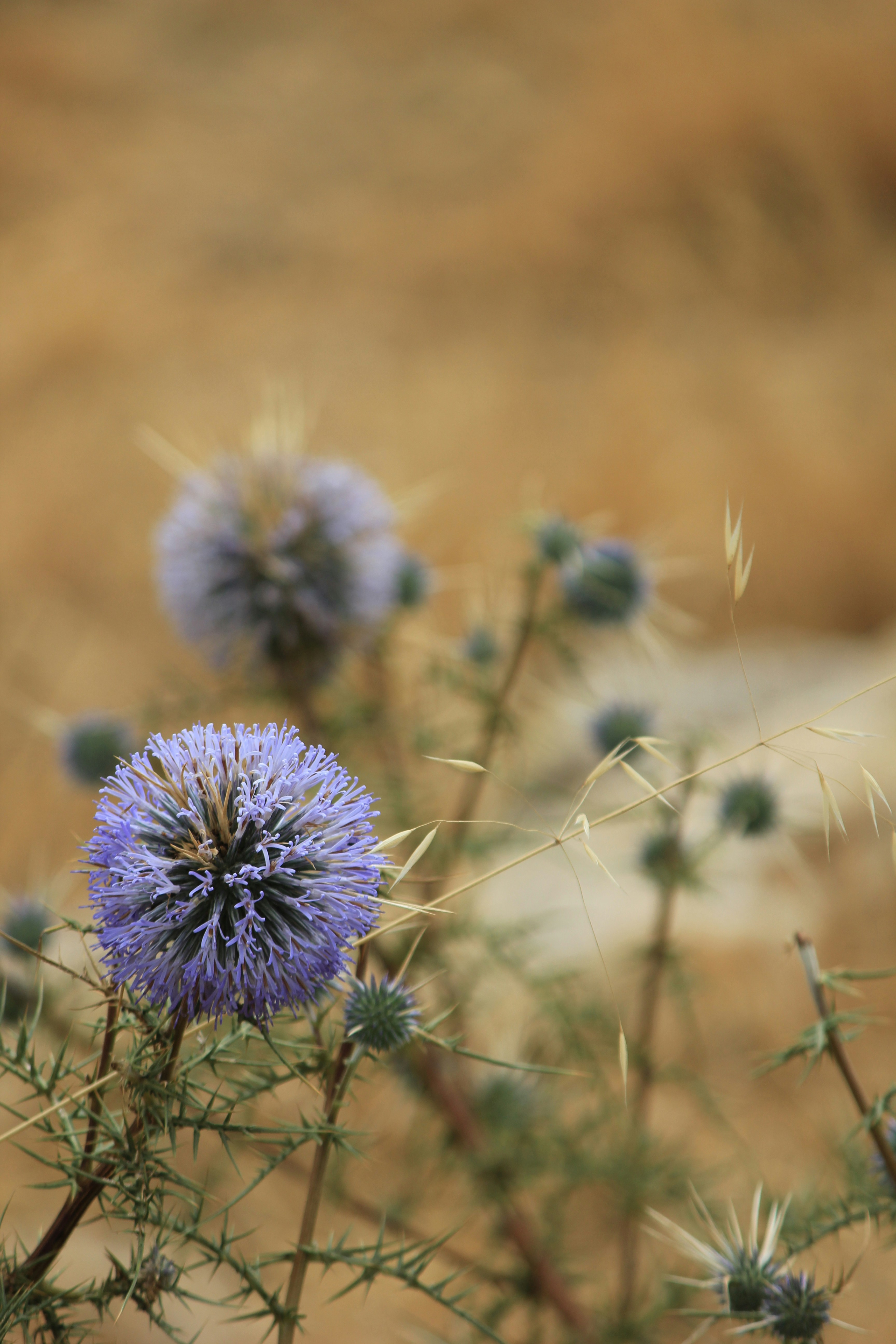 Purple globe thistle
