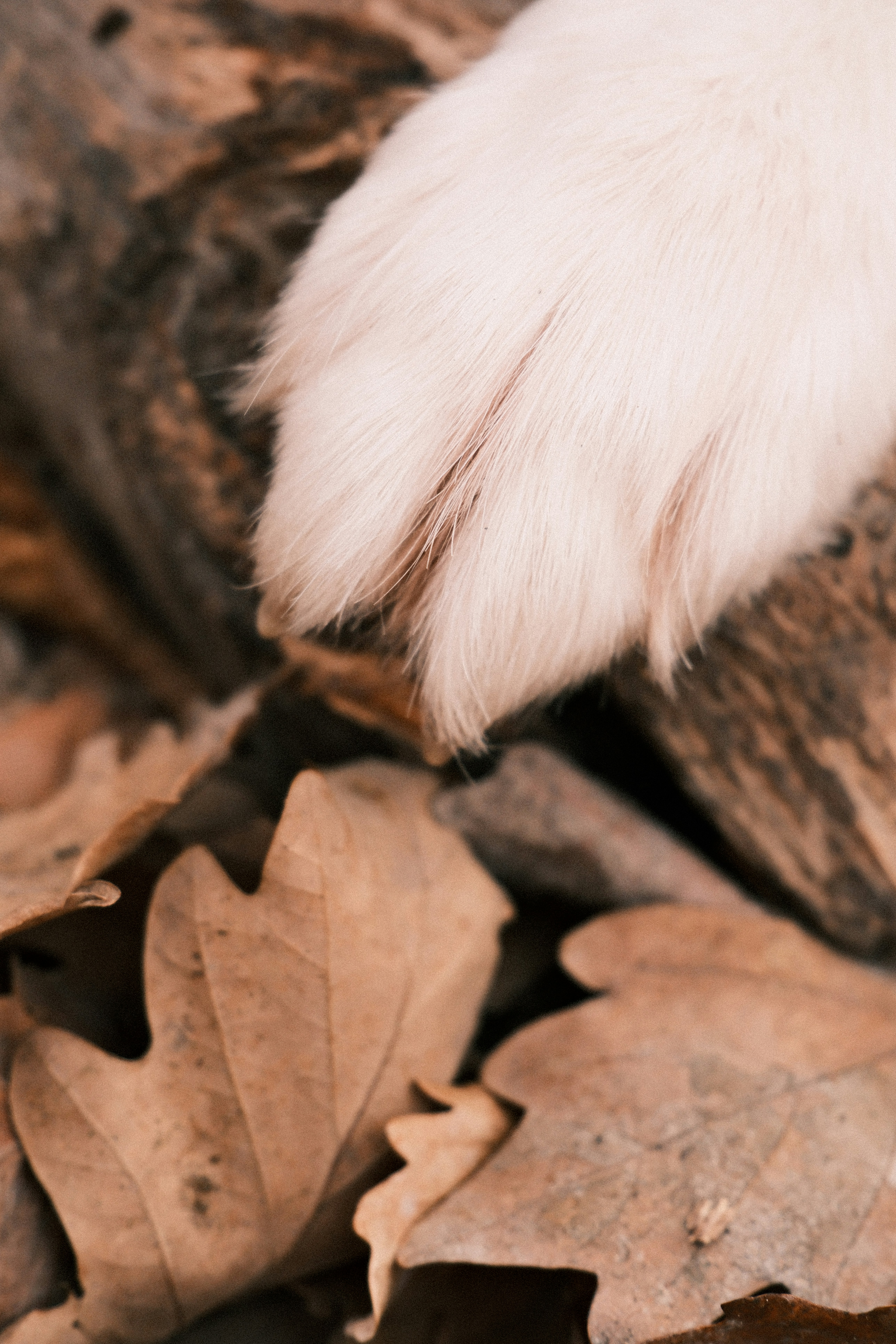 White Paw on Autumn Leaves: A Quiet Close-Up of Texture and Light