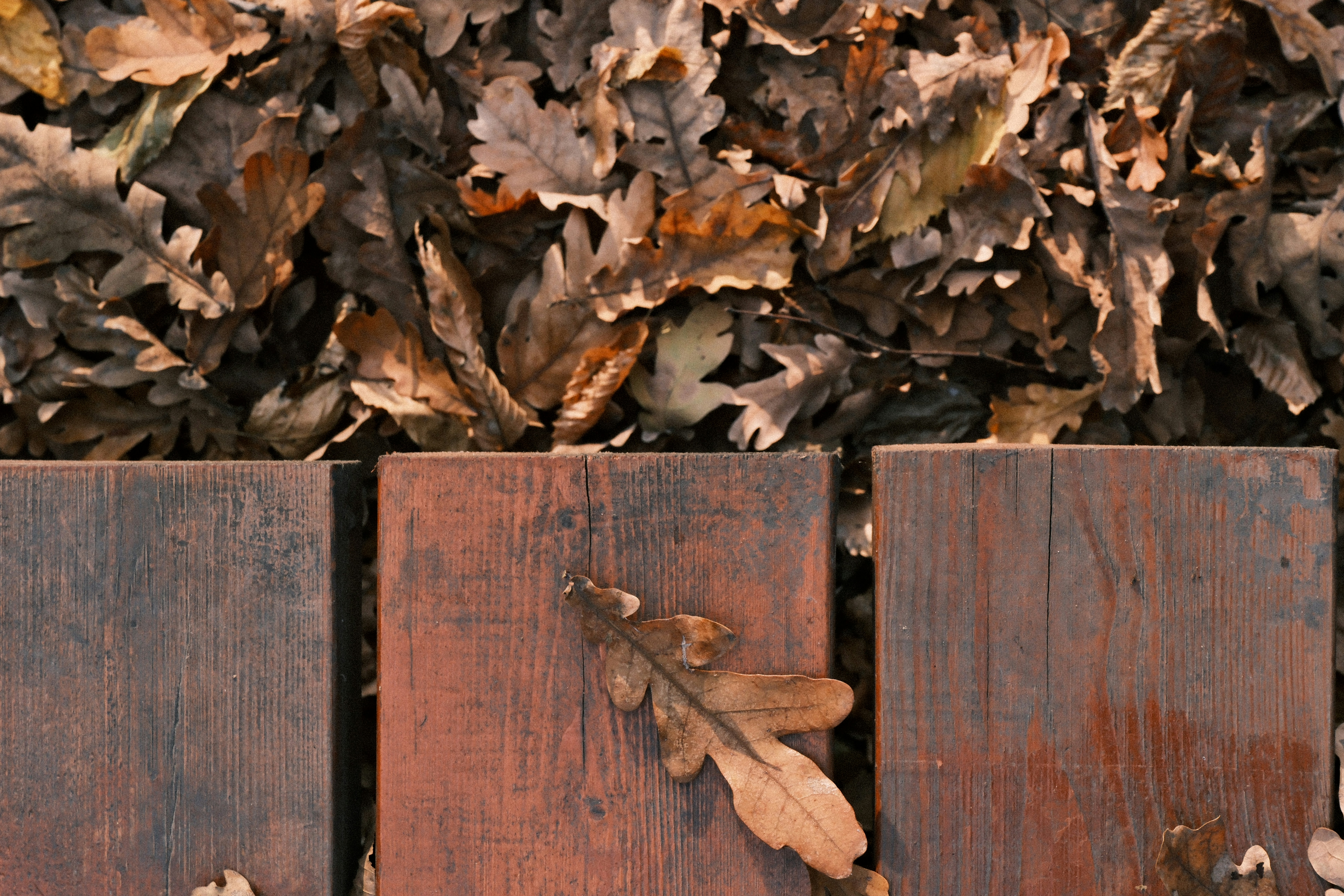 Photo by Tanya Nikan with Fujifilm X-T5