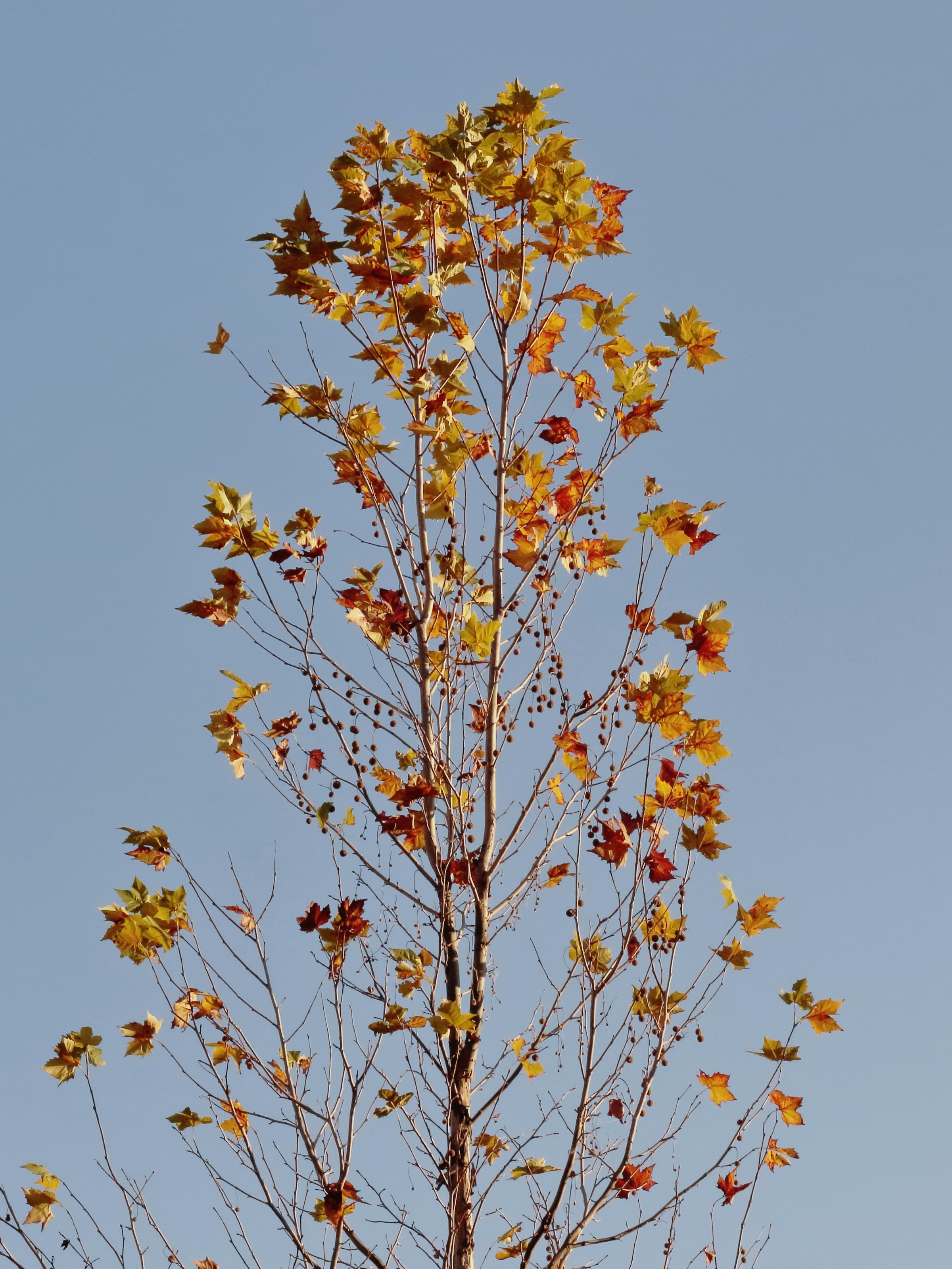 Autumn leaves and fruits of a plane tree against a blue sky background. Plane tree with yellow and gold leaves in a garden.