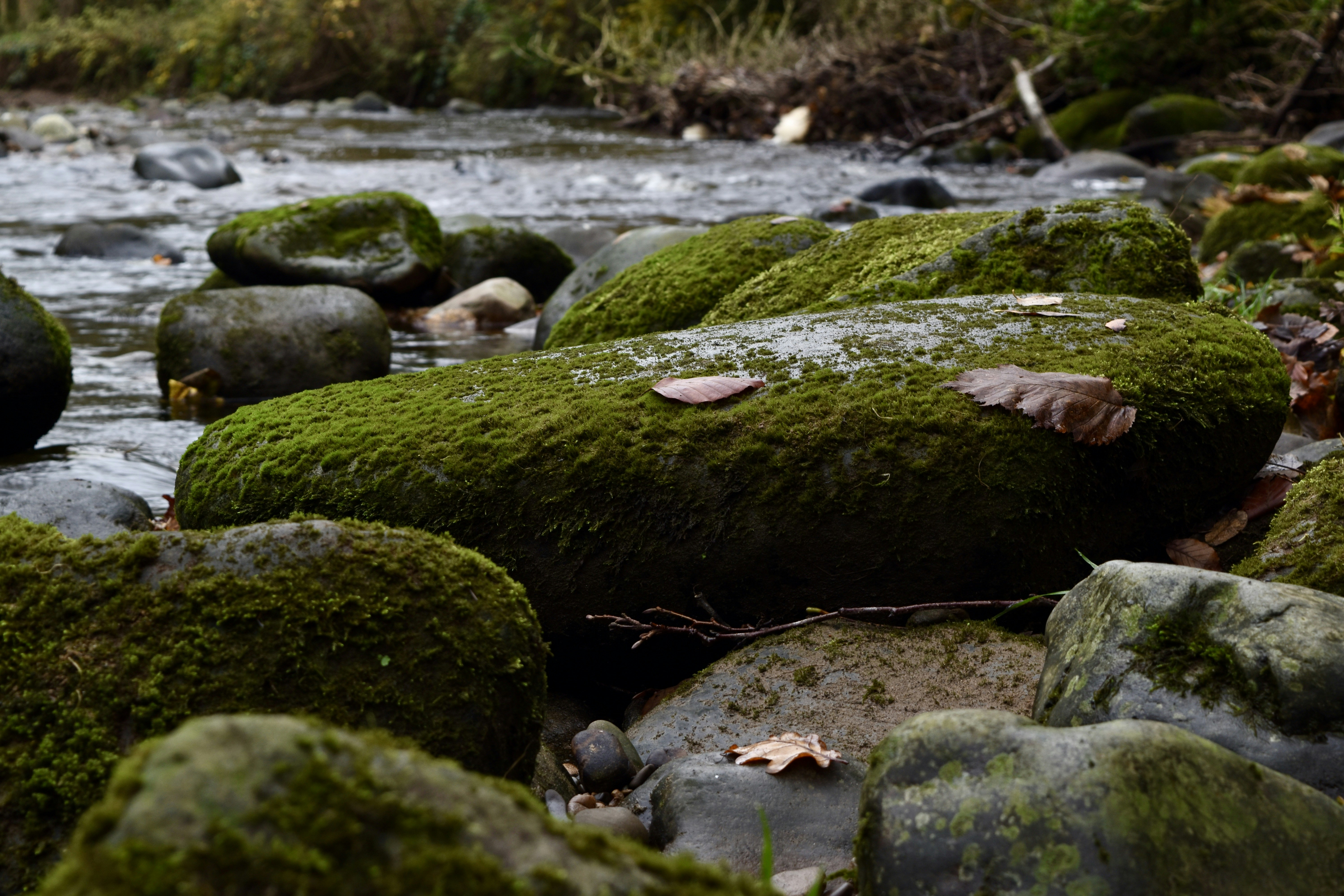 Photo by Max Brindley with Nikon D5600