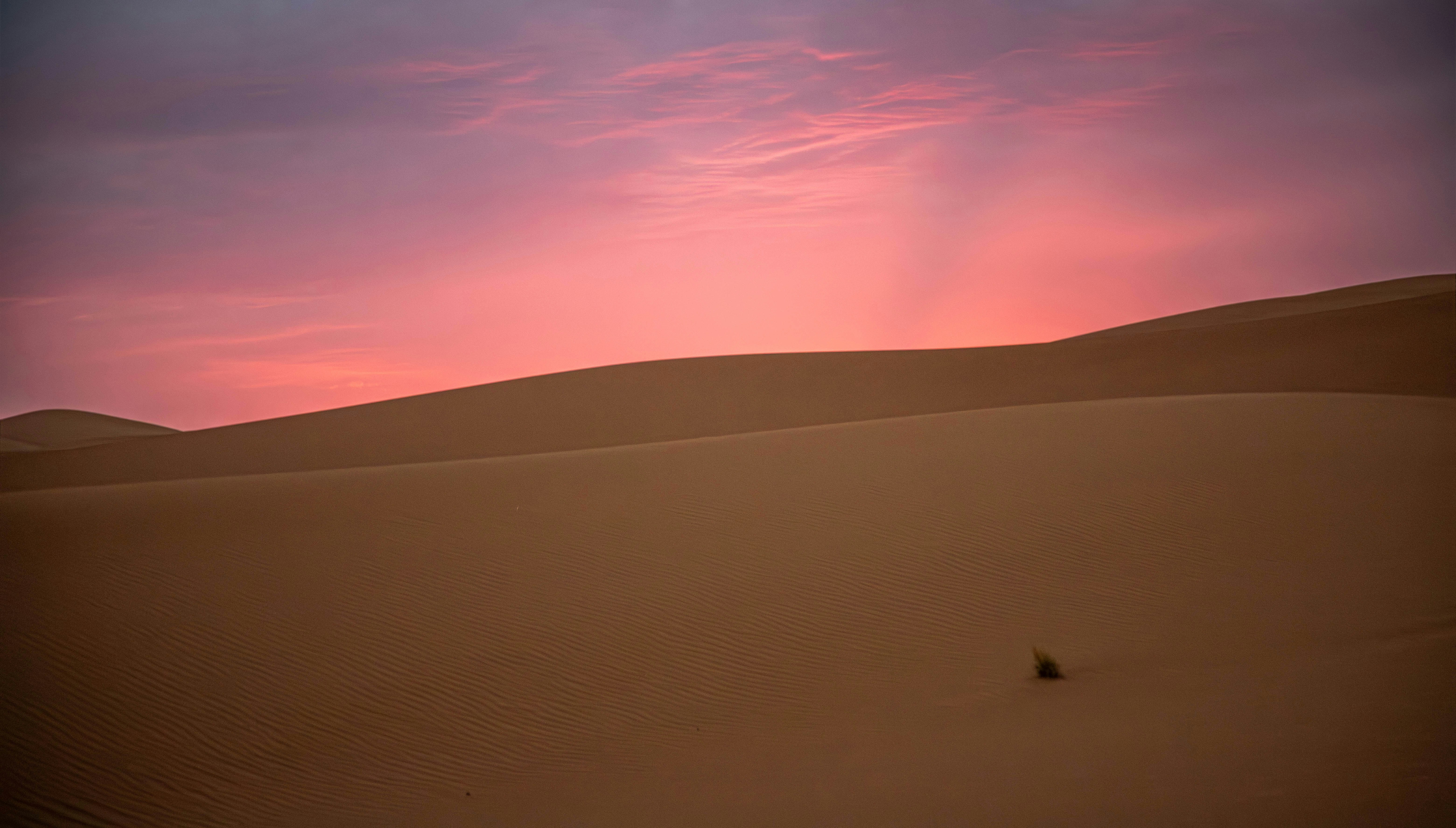 Pastel Dune: a solitary shrub anchors the pink desert at dusk