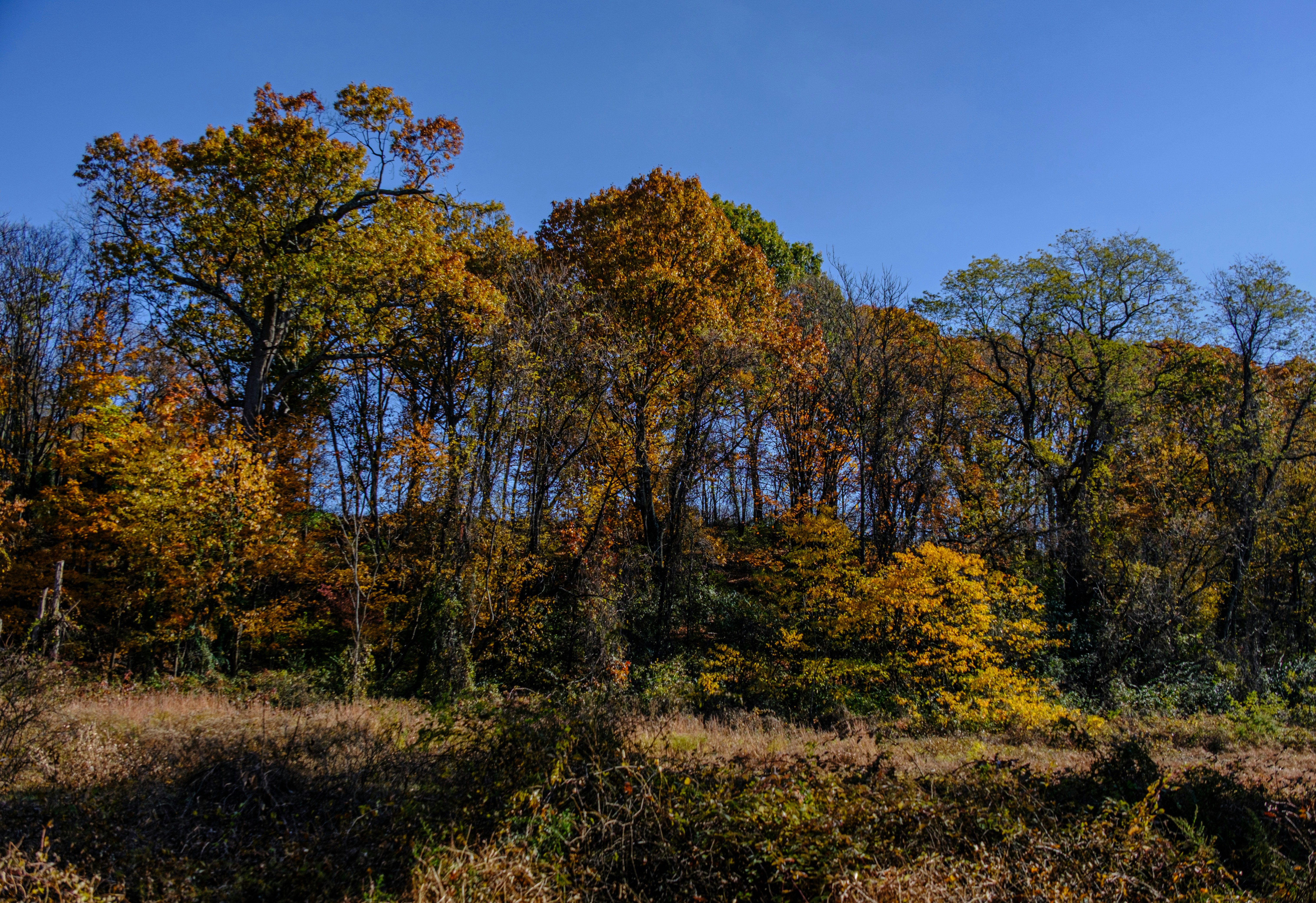 Amber Canopy Rising at the Edge of a Quiet Meadow