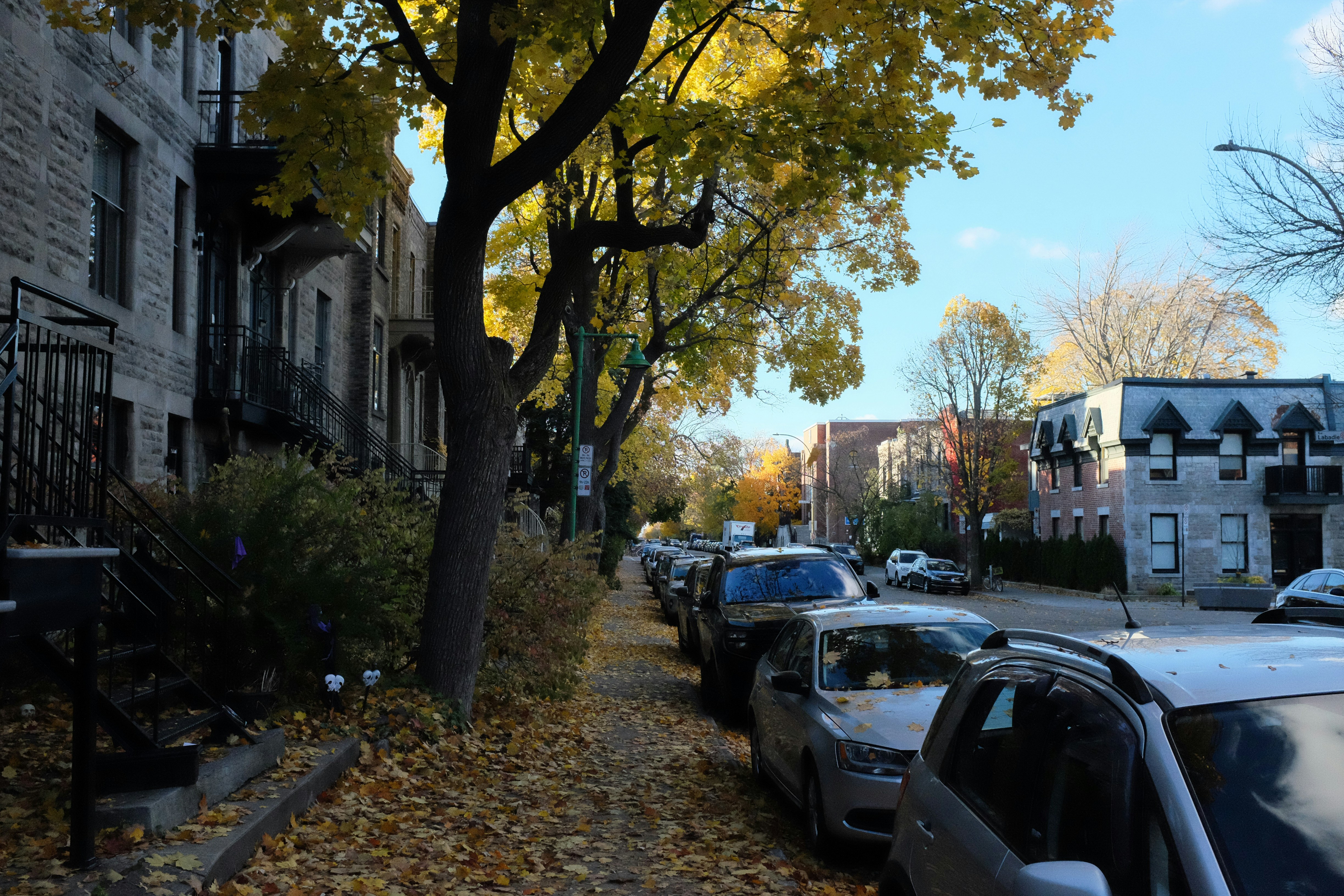 Golden Canopy Street: A Quiet Autumn Corridor of Parked Cars