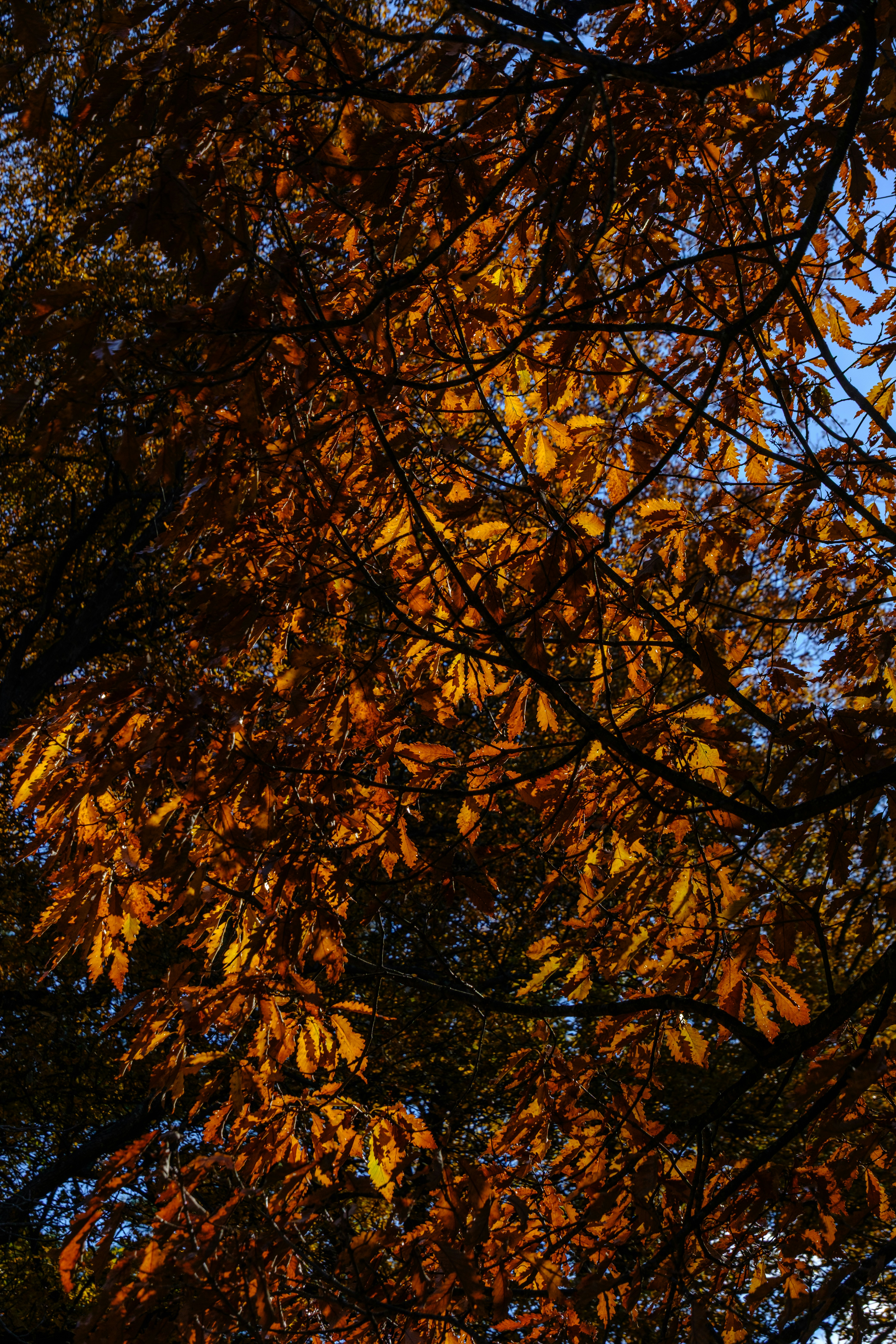 Sun-Kissed Orange Canopy Through a Tangle of Branches