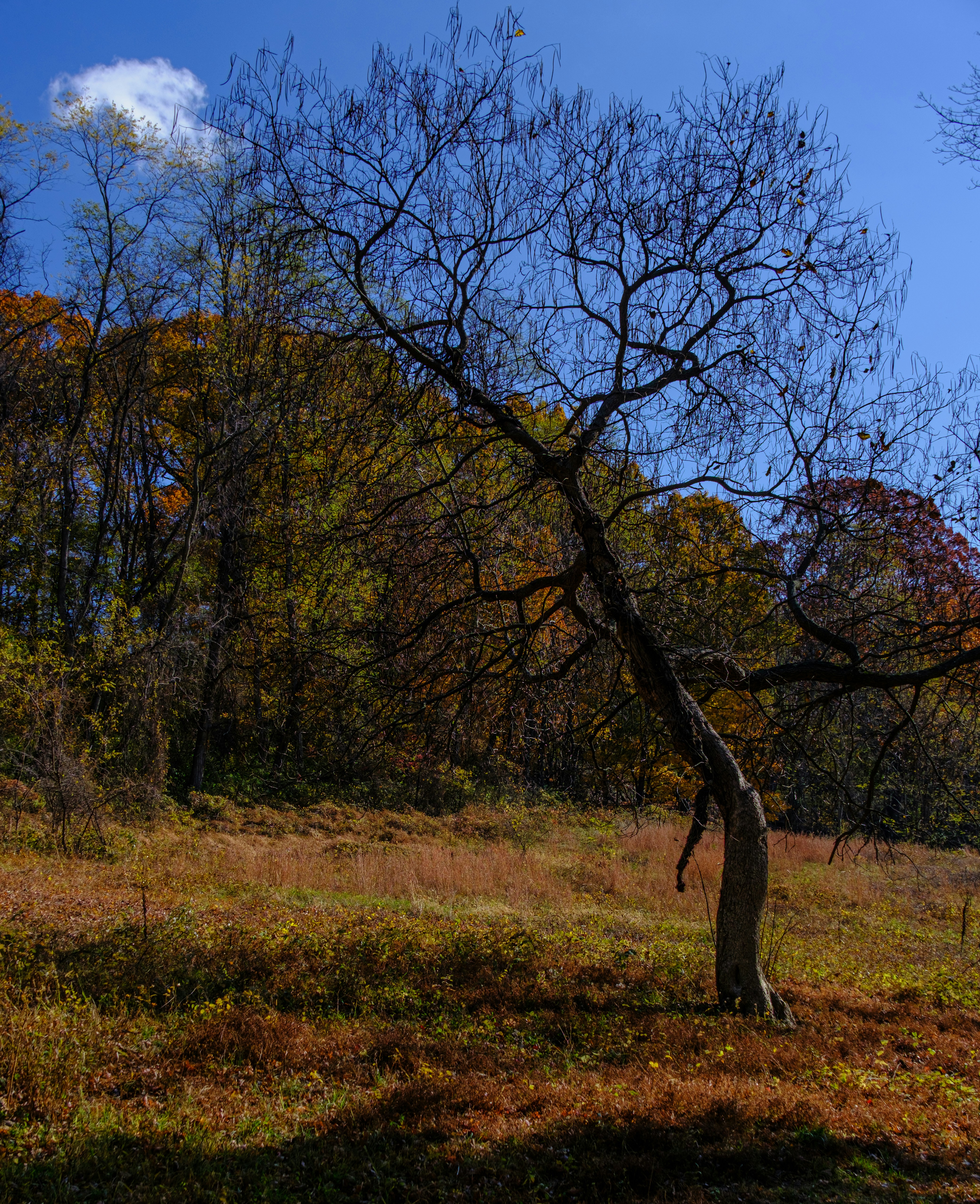 Photo by MICHAEL CHIARA with Fujifilm X-H2S