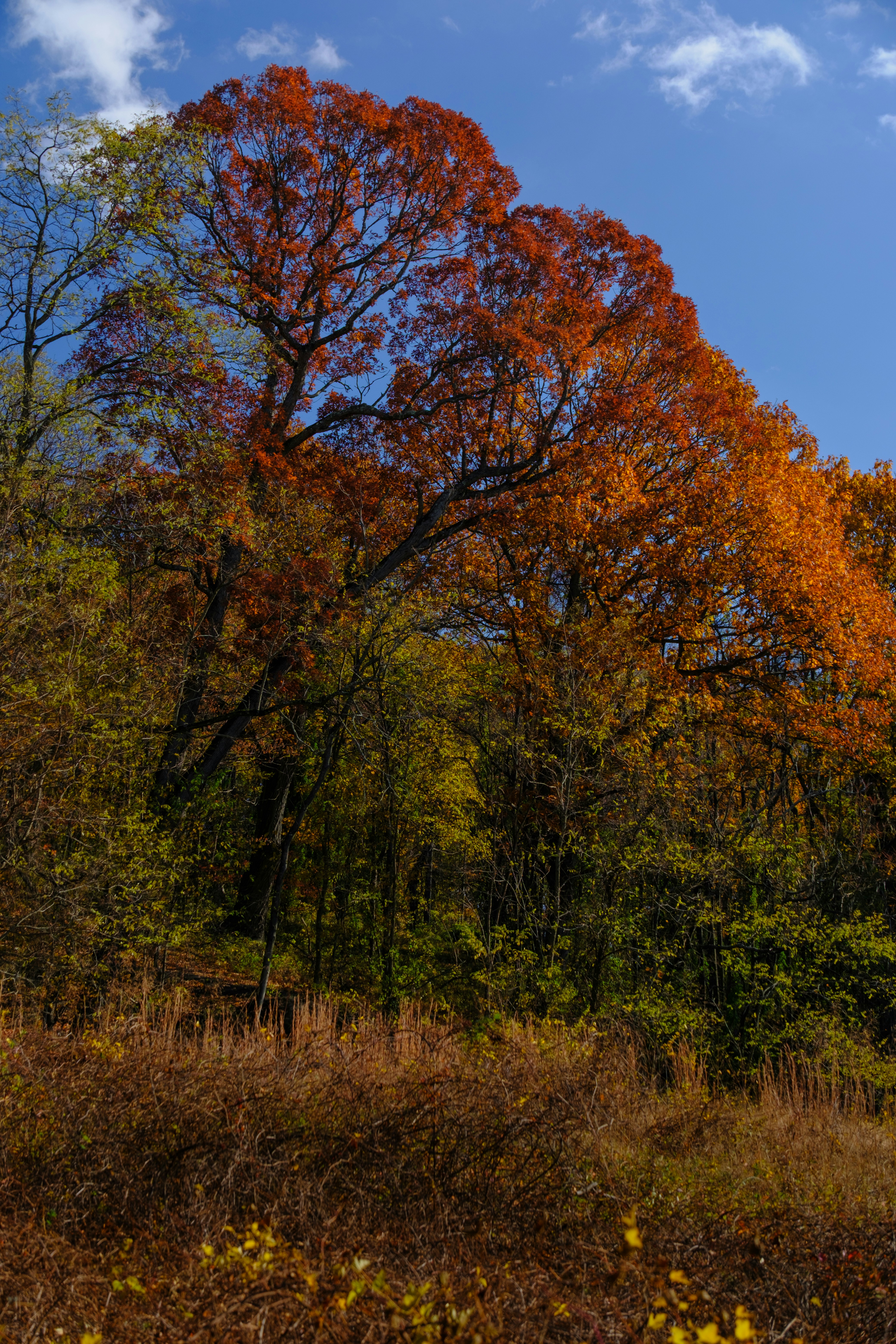 Autumn Inferno Above a Crystal Blue Sky