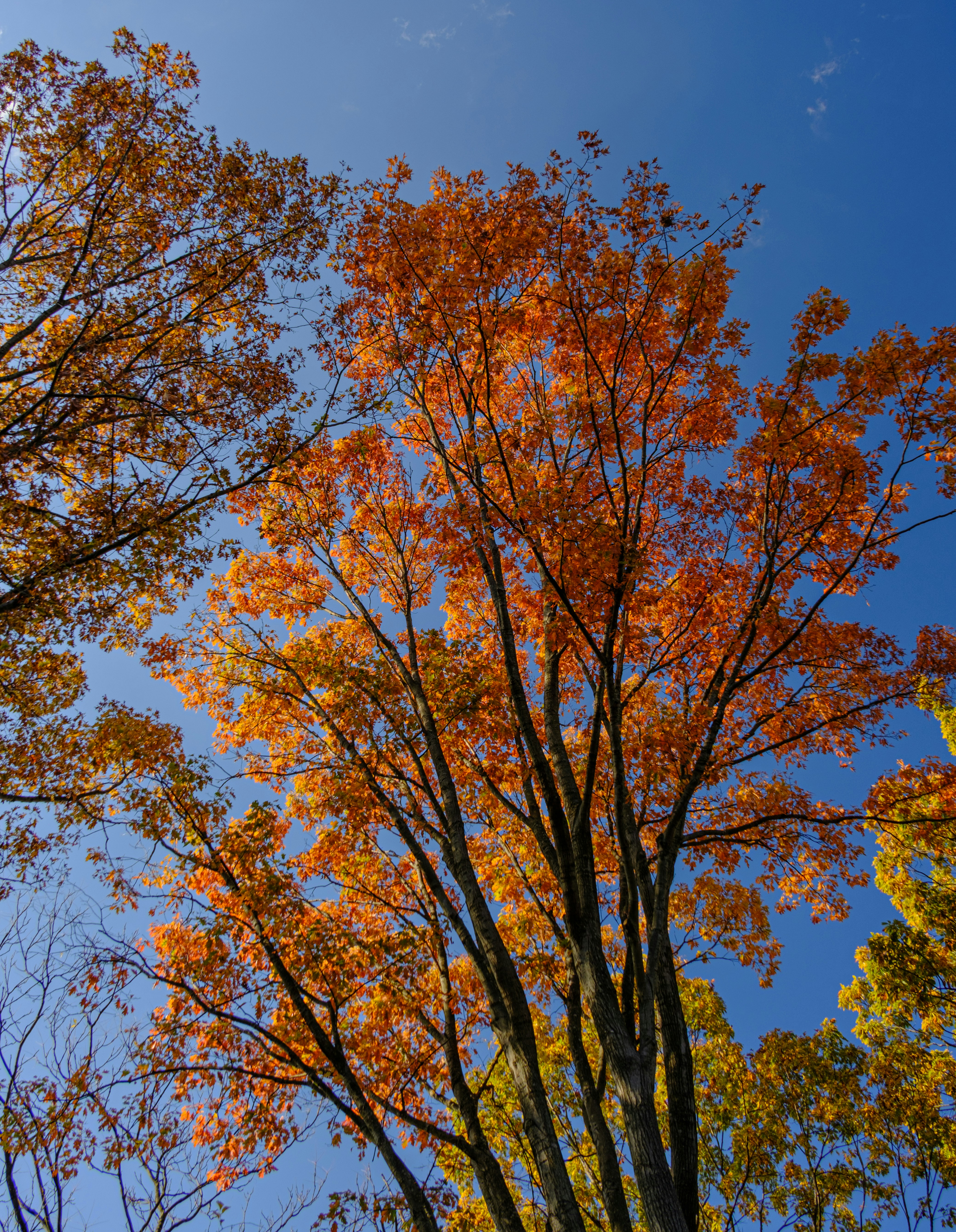 Crimson Canopy Reaches Toward a Cobalt Sky