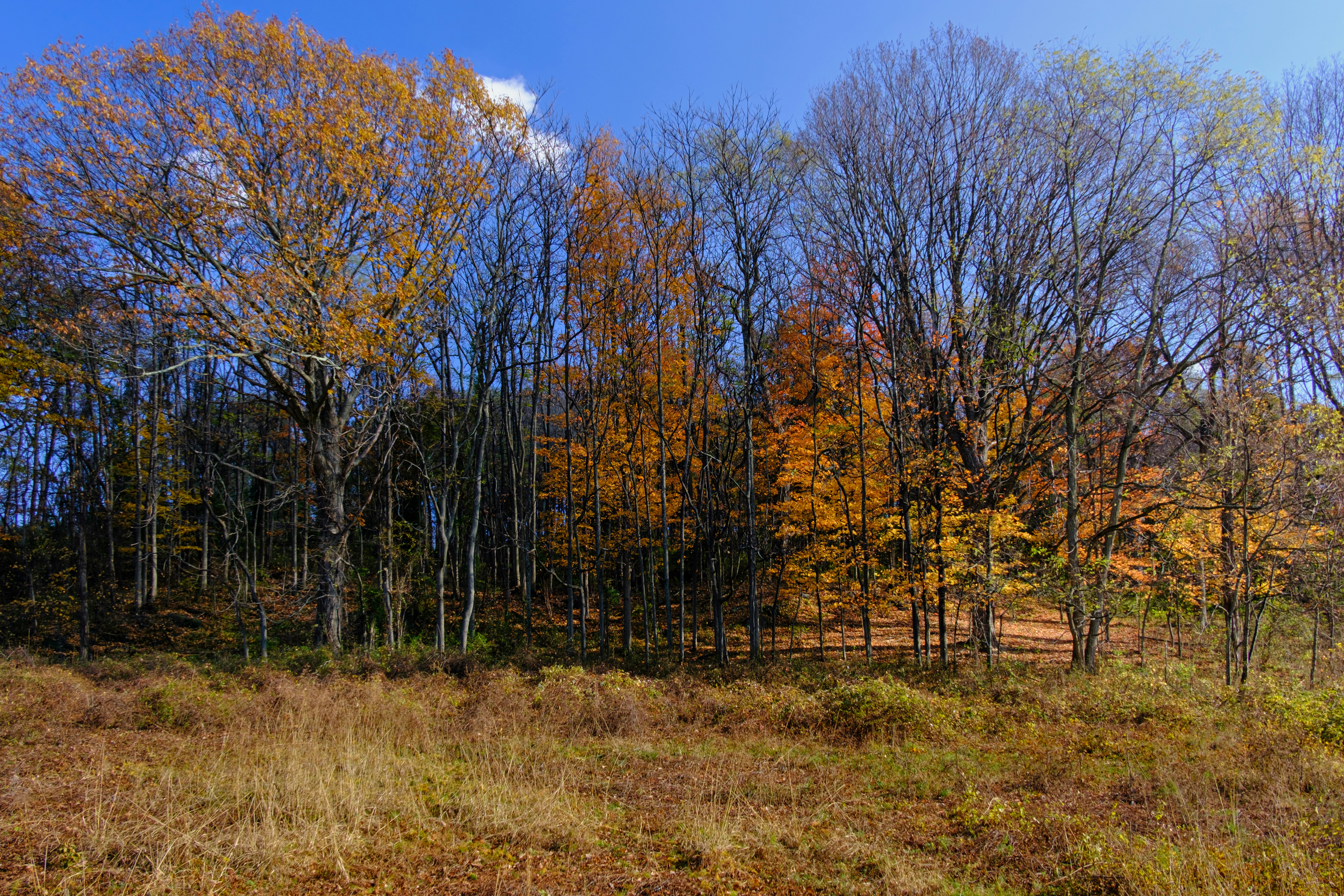 Photo by MICHAEL CHIARA with Fujifilm X-H2S