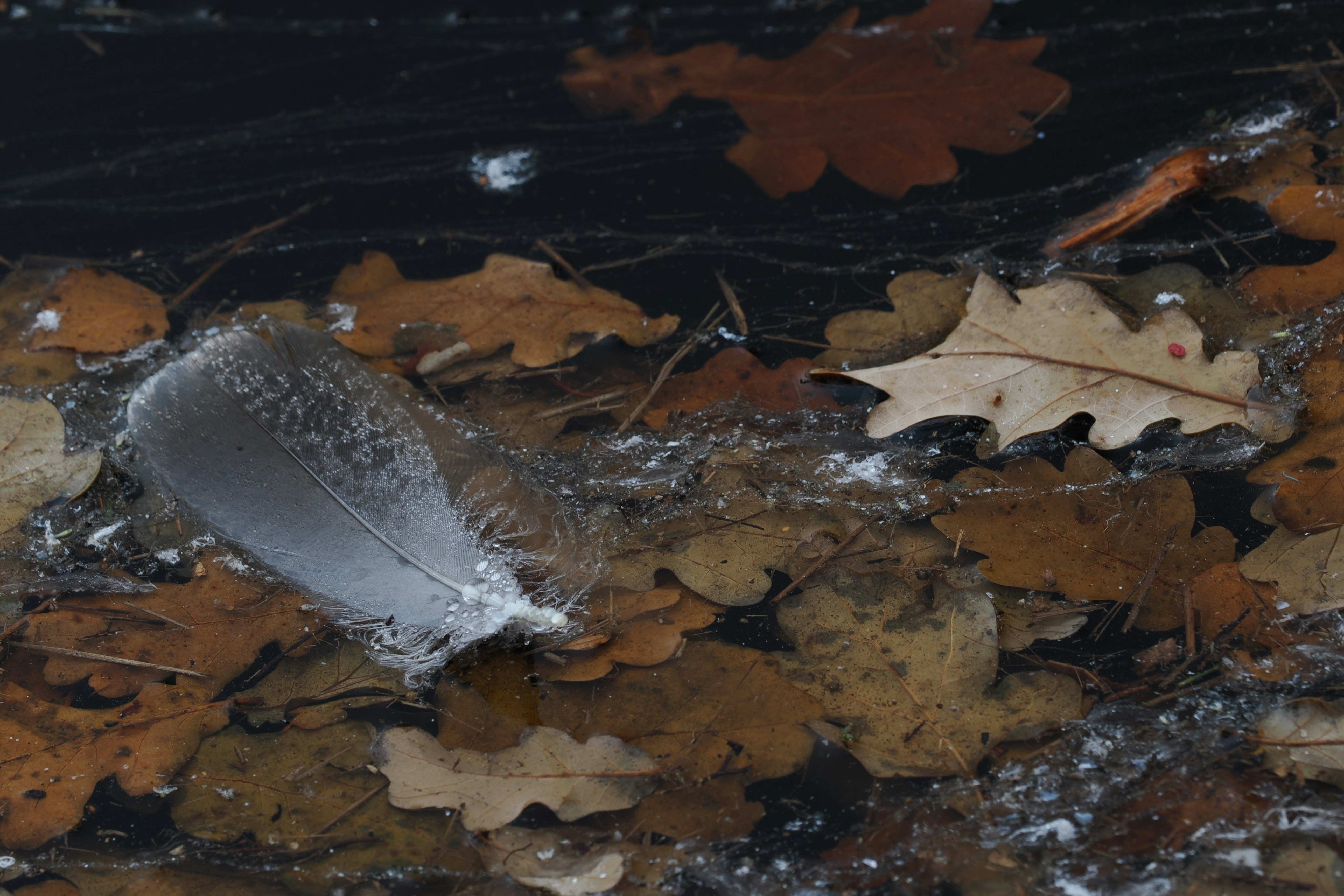 Pale Leaf Silhouette on a Whisper of Ice