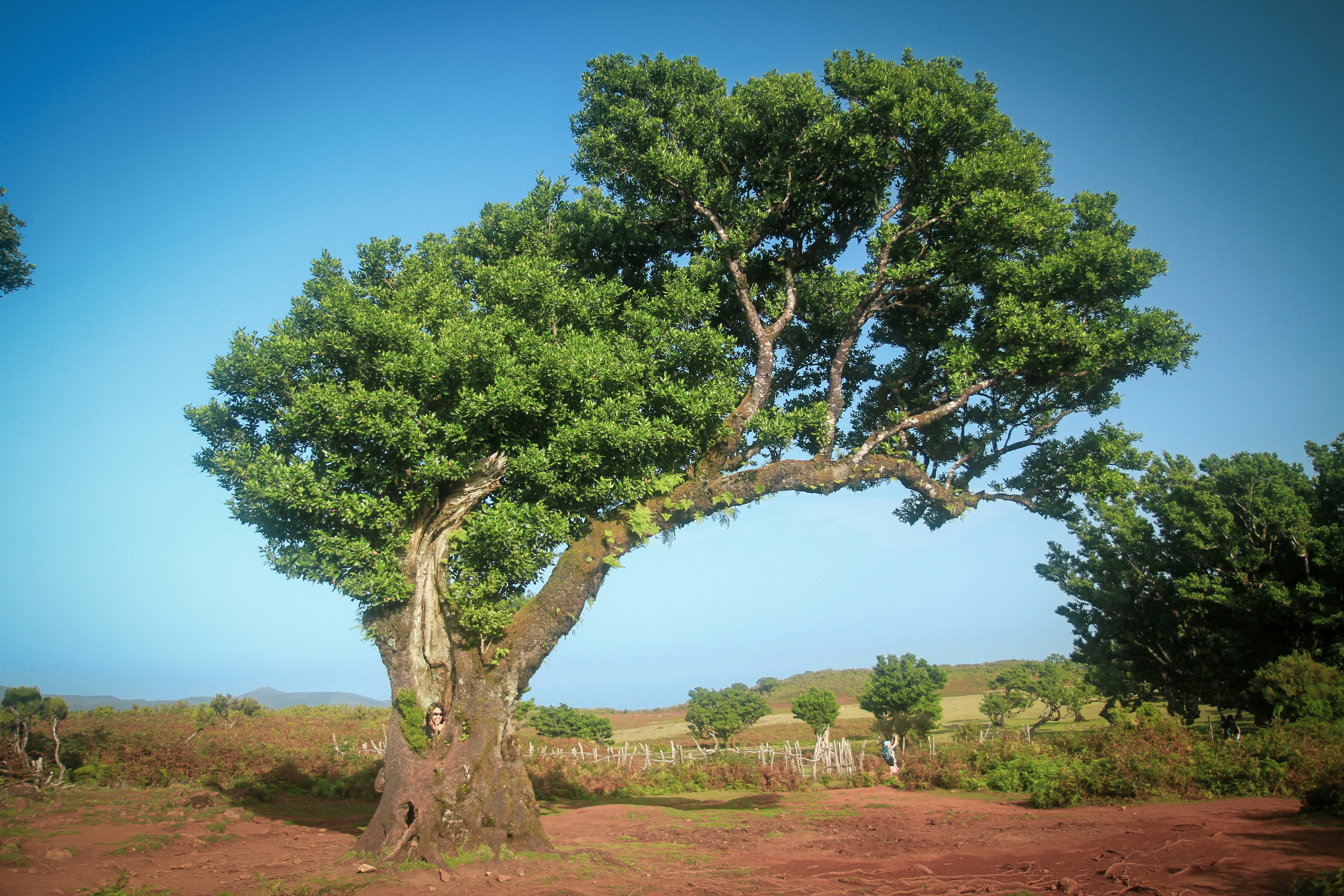 One of the magnificent tree from the Fanal Forest, an enchanting and often mystical area of the ancient Laurisilva forest, a UNESCO World Heritage site, located on the Paúl da Serra plateau in Madeira. Someone is hiding in this photo. Can you tell where?