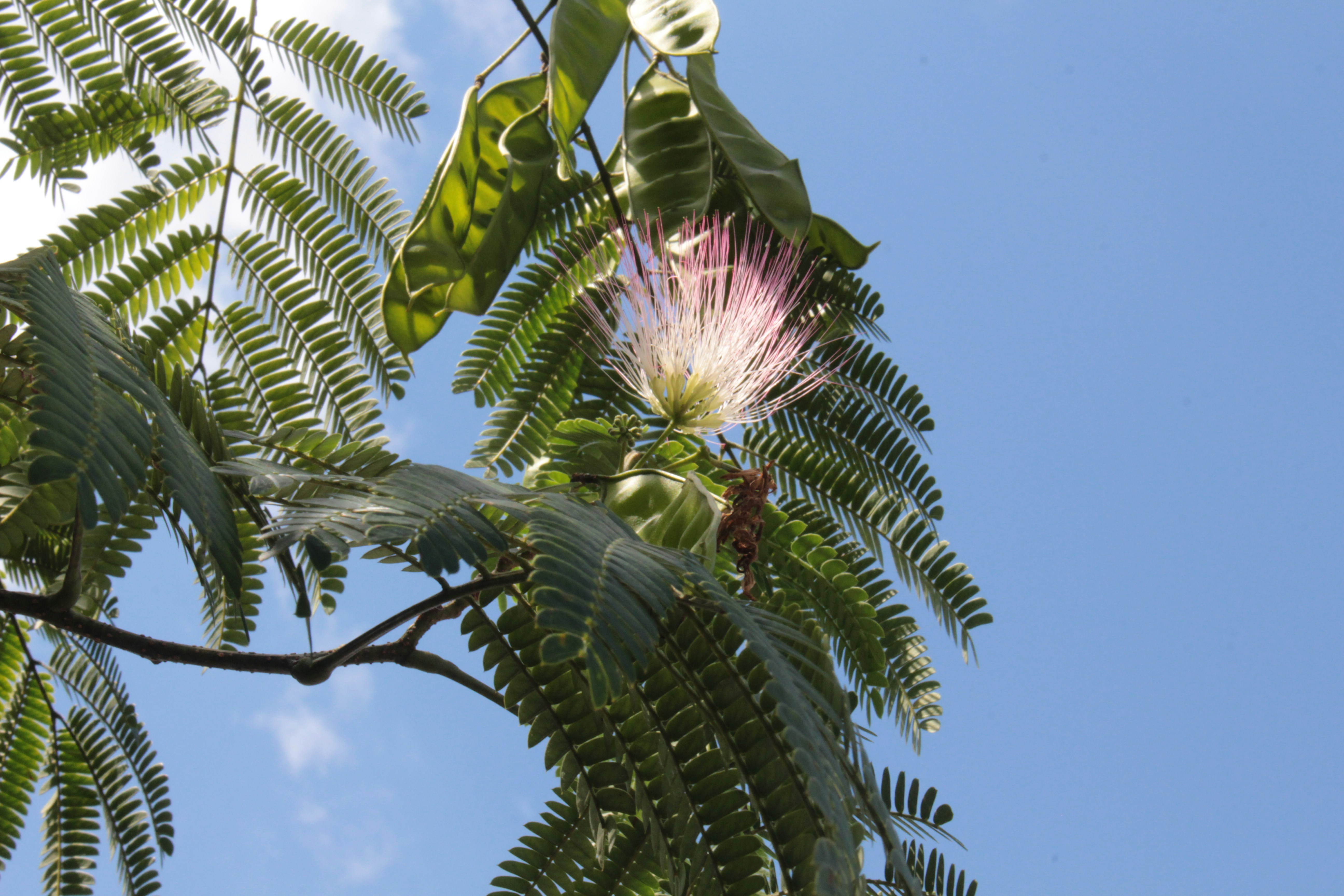 Powder-Puff Bloom Among Fern Fronds Under a Clear Blue Sky