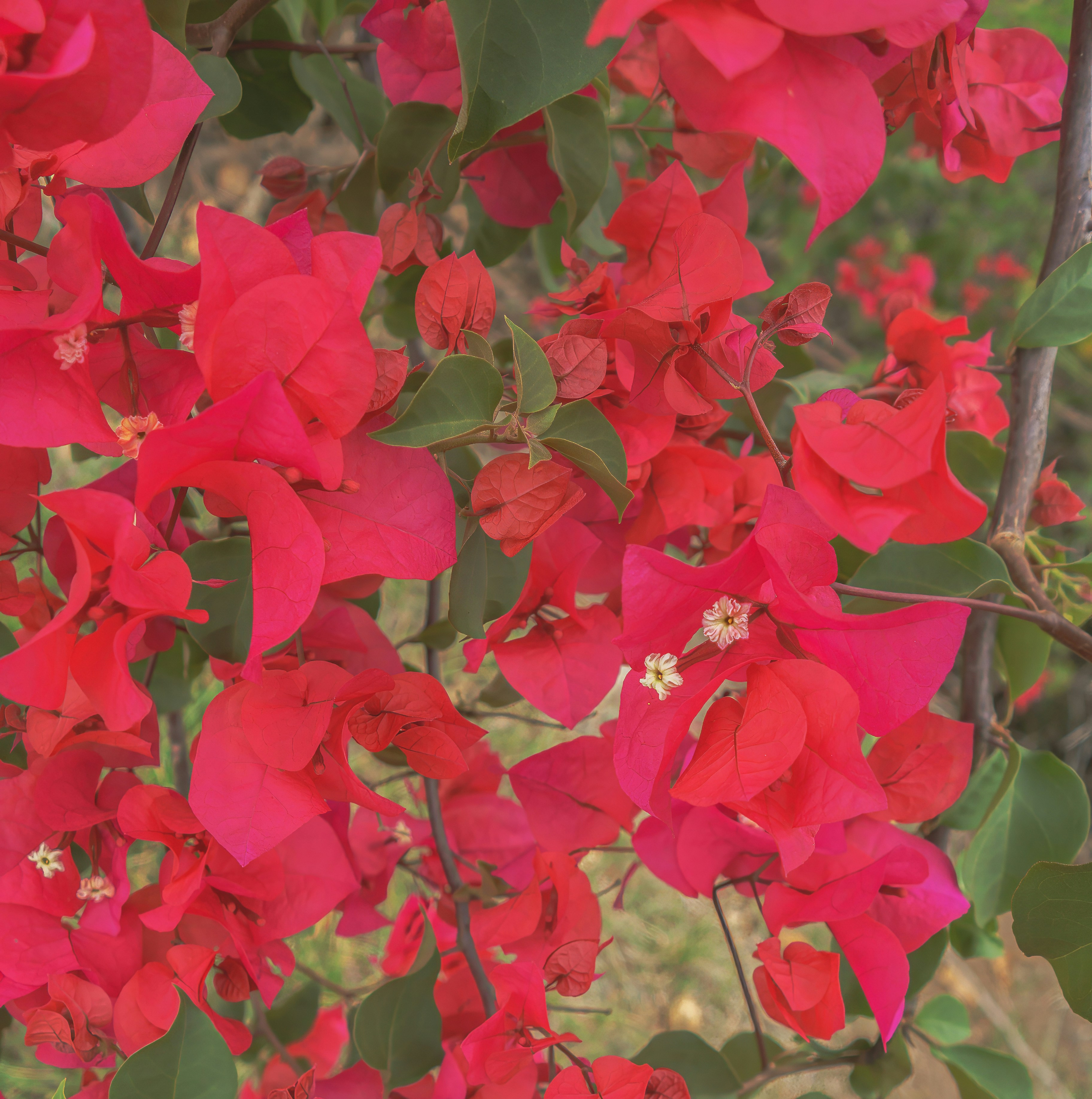 Crimson Bougainvillea Close-Up: a Tapestry of Pink Bracts and Green Leaves