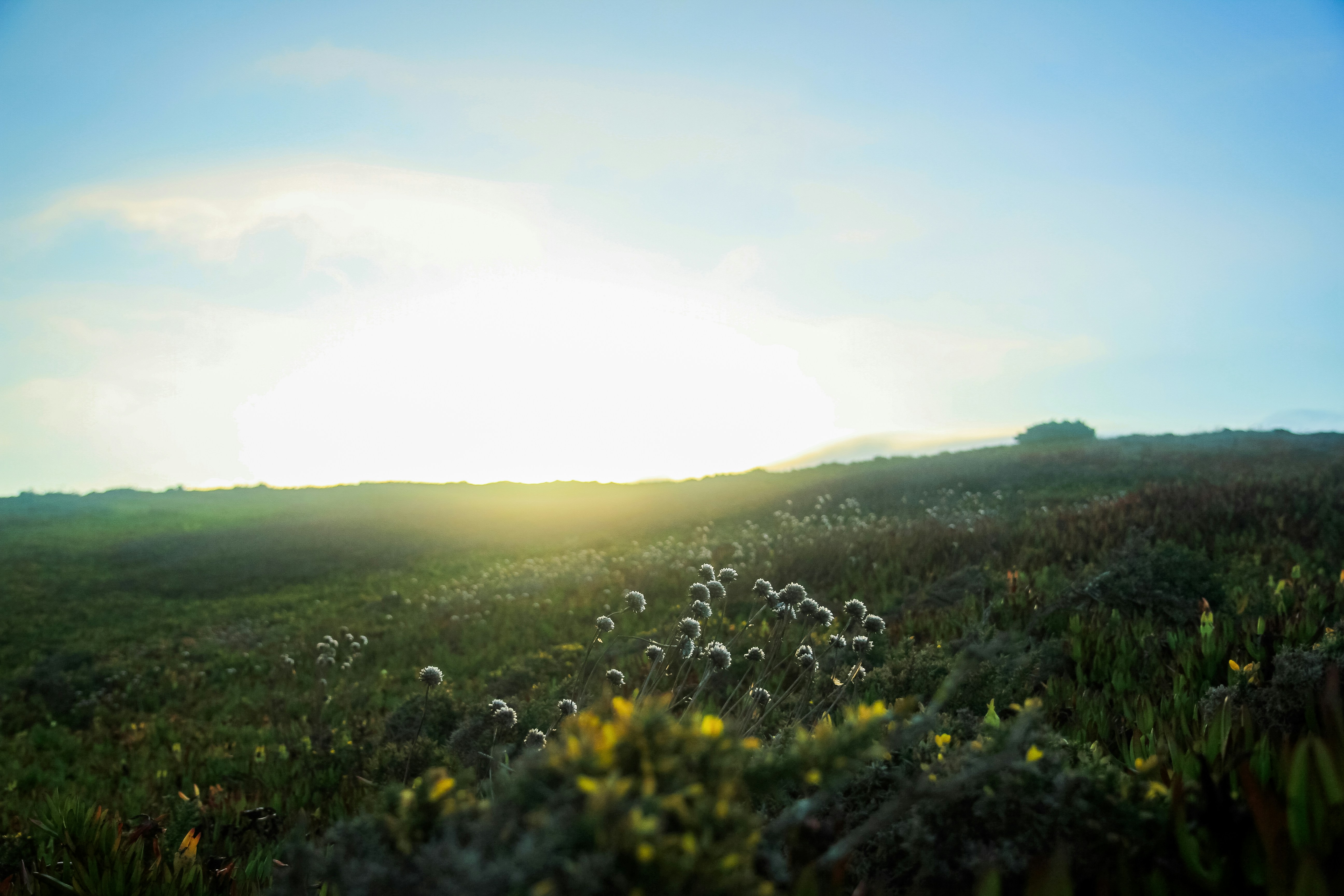Nature's revival at dawn, as the haze dissipates near Cabo da Roca, Portugal.