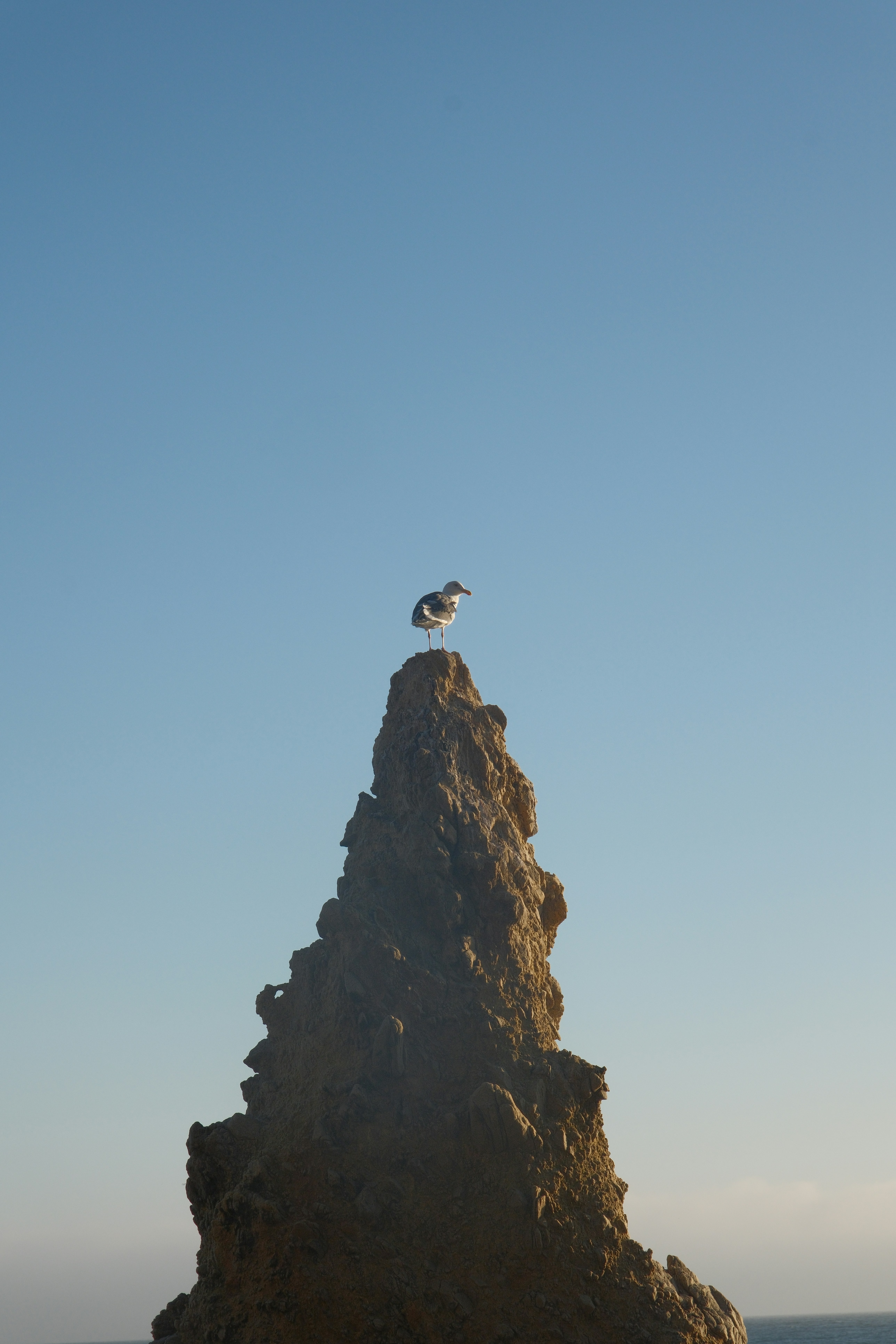 Summit Watcher: Seagull on a Weathered Rock Spire