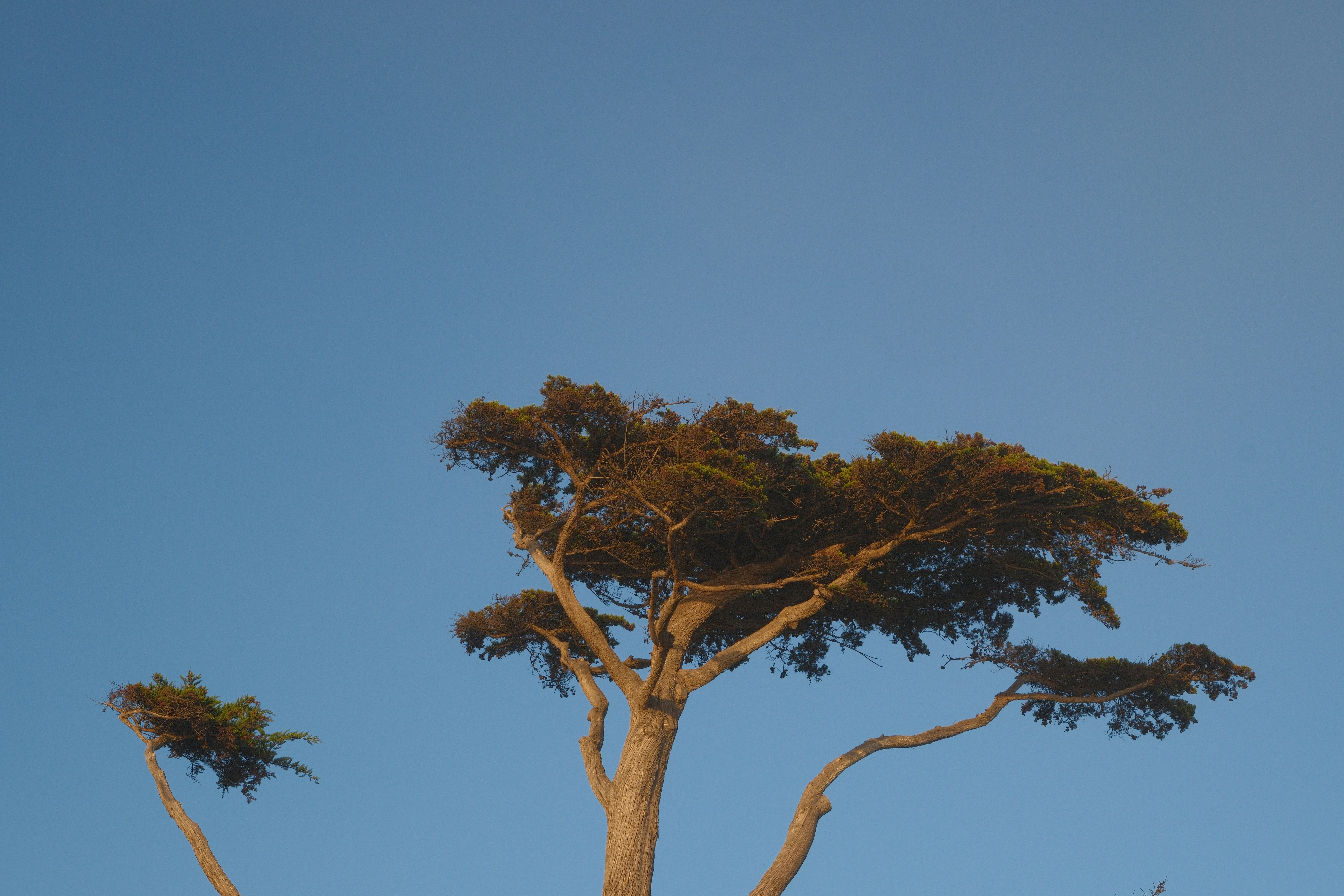 Windward Canopy: A Lone Tree Reaching for the Open Sky