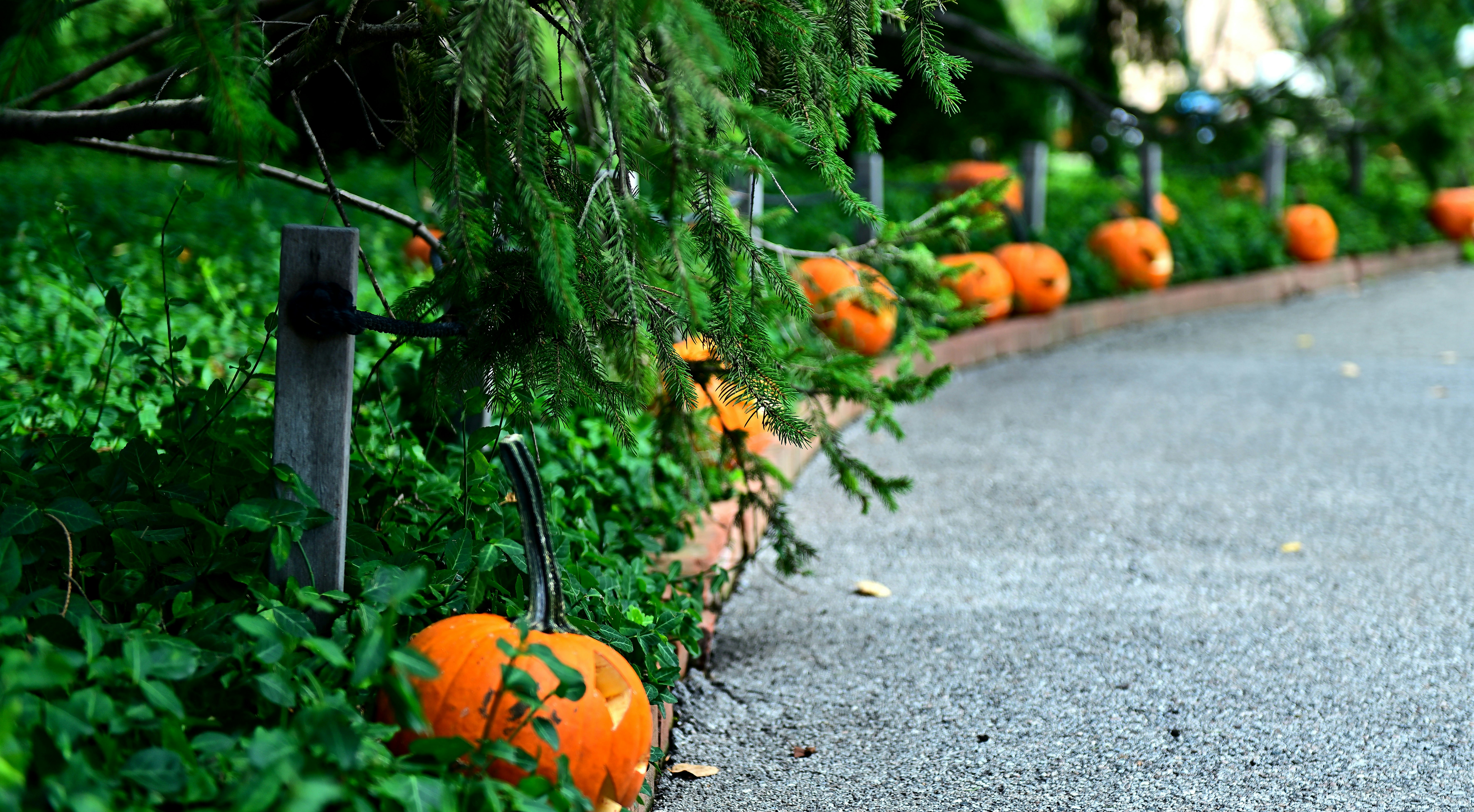 Pumpkin Parade Along a Quiet Garden Path