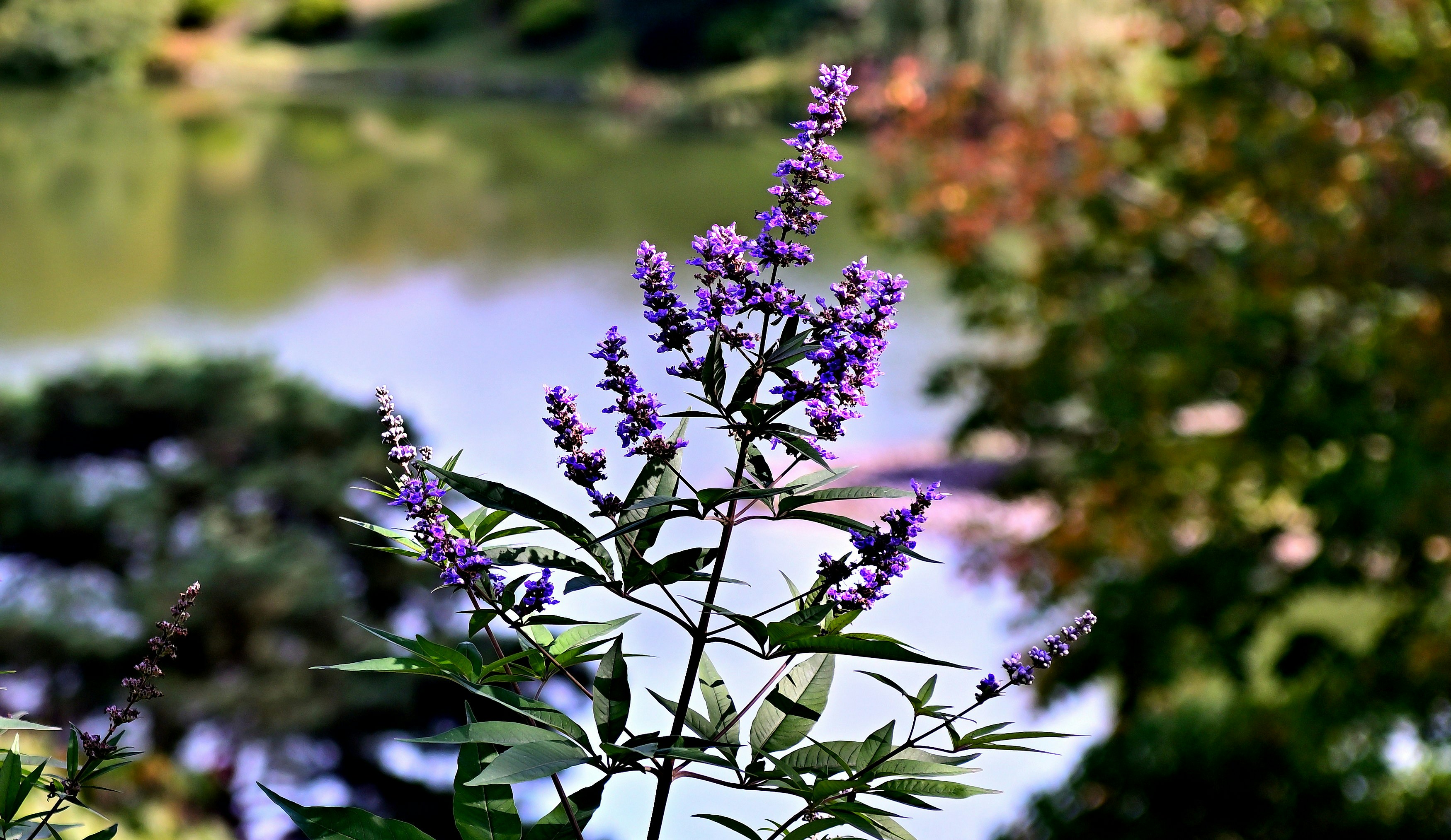 Purple Flower Spike Framed by a Tranquil Lakeside Blur