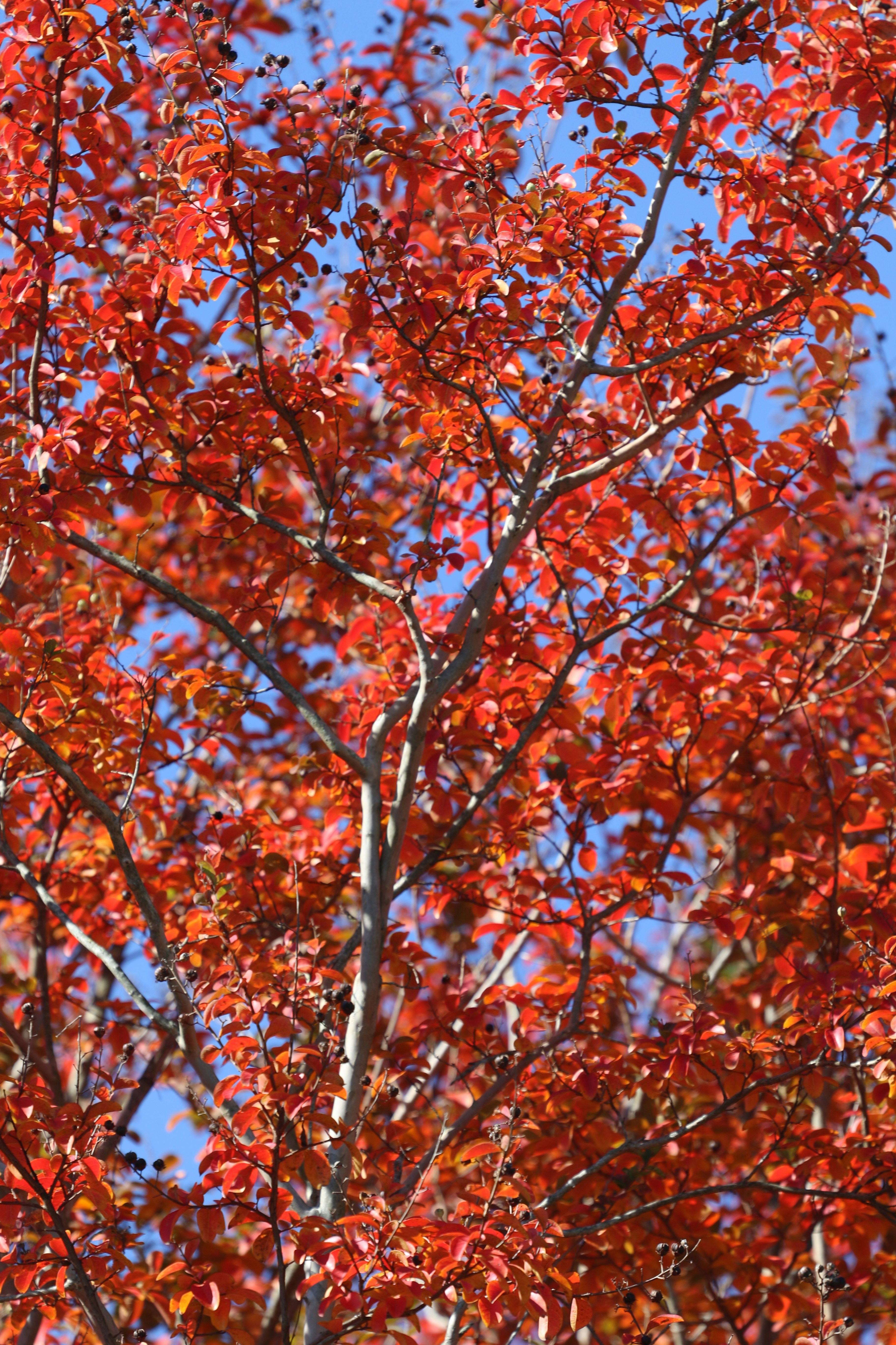 Crimson Canopy: Branches Weaving a Blue Autumn Sky