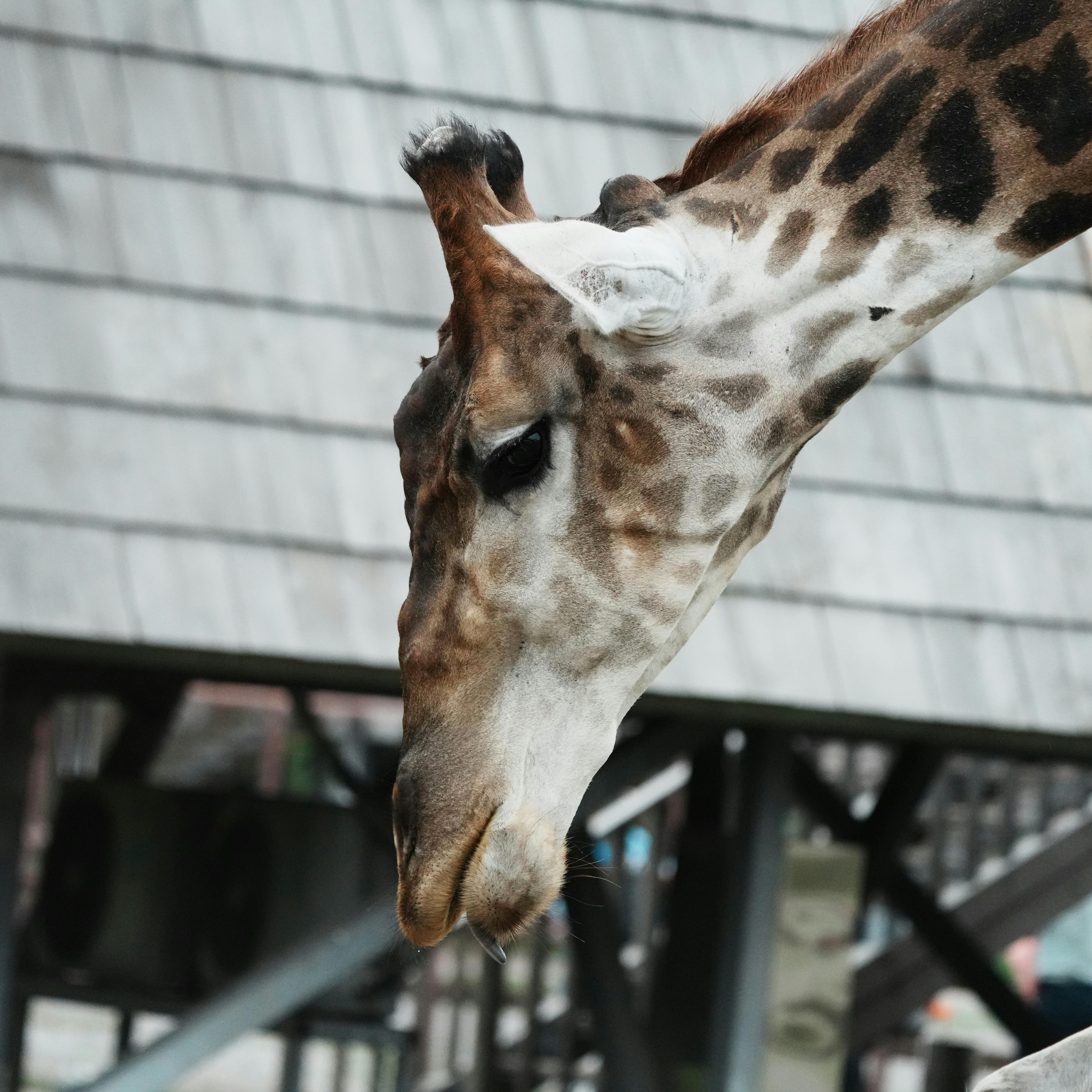 Photo by Cardia Gong with Sony Alpha 7R V