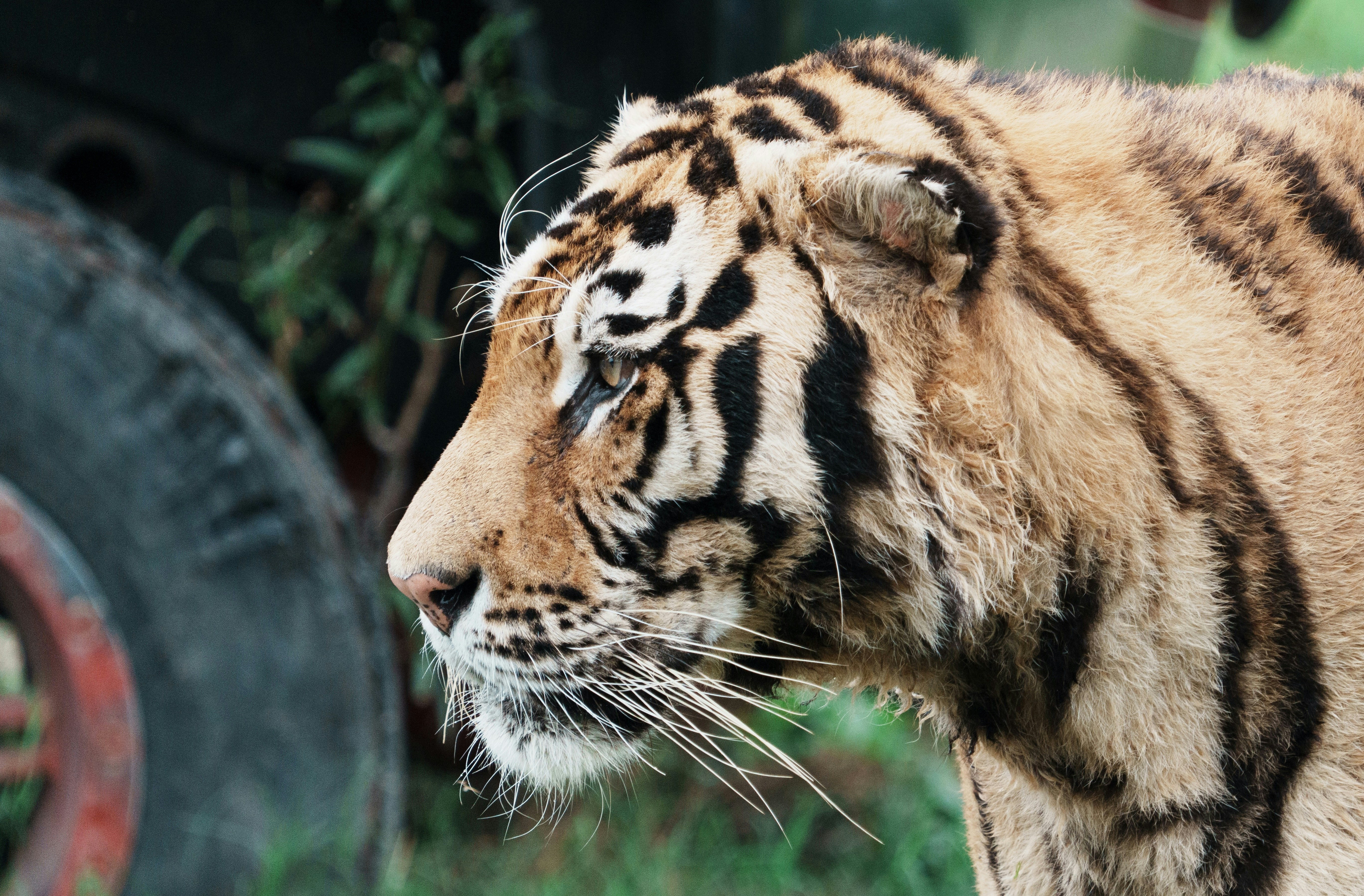 Tiger in Profile: Amber Gaze and Bold Stripes by a Weathered Tire