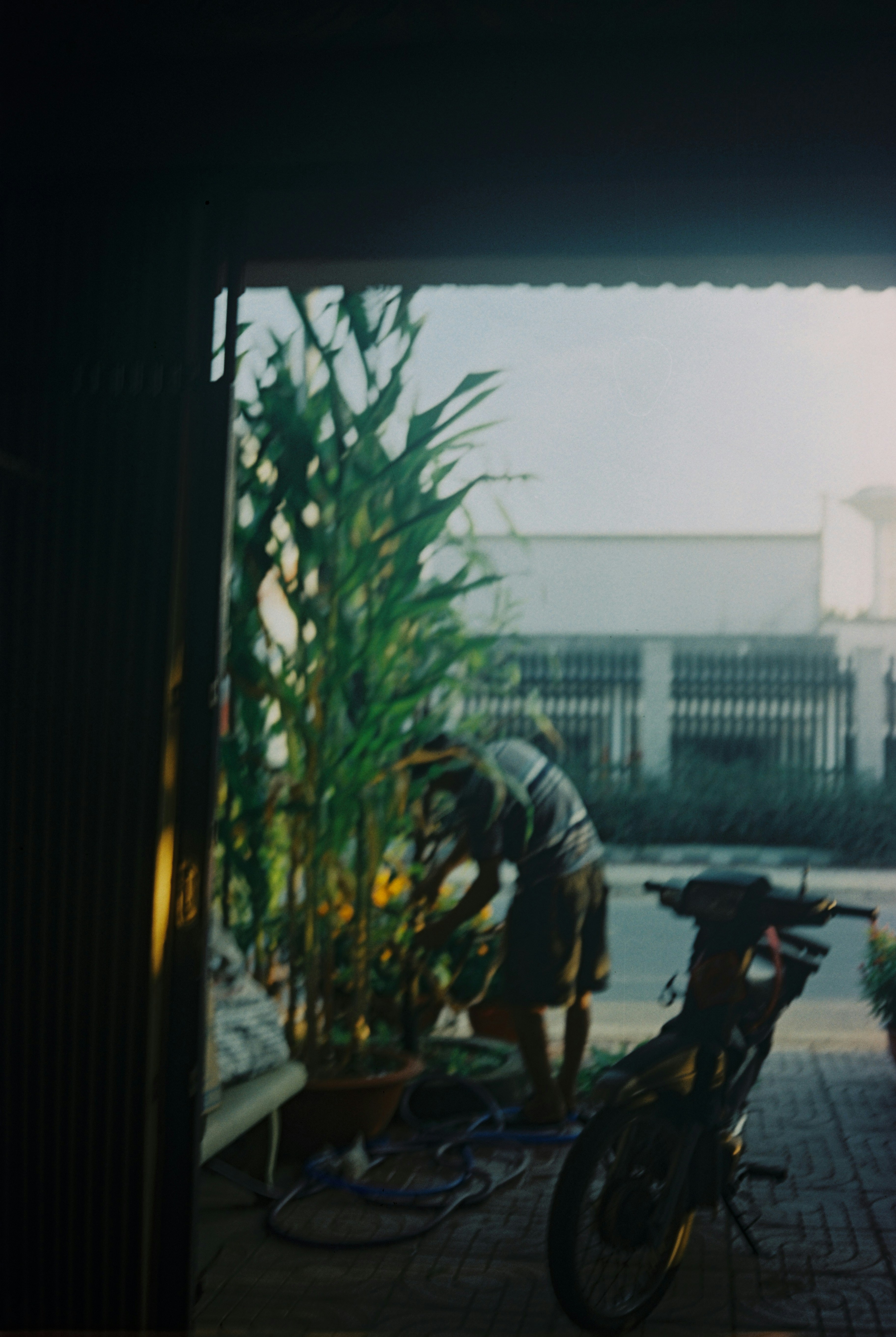 Between Shade and Sunlight: A Worker Tends Plants by a Parked Motorcycle