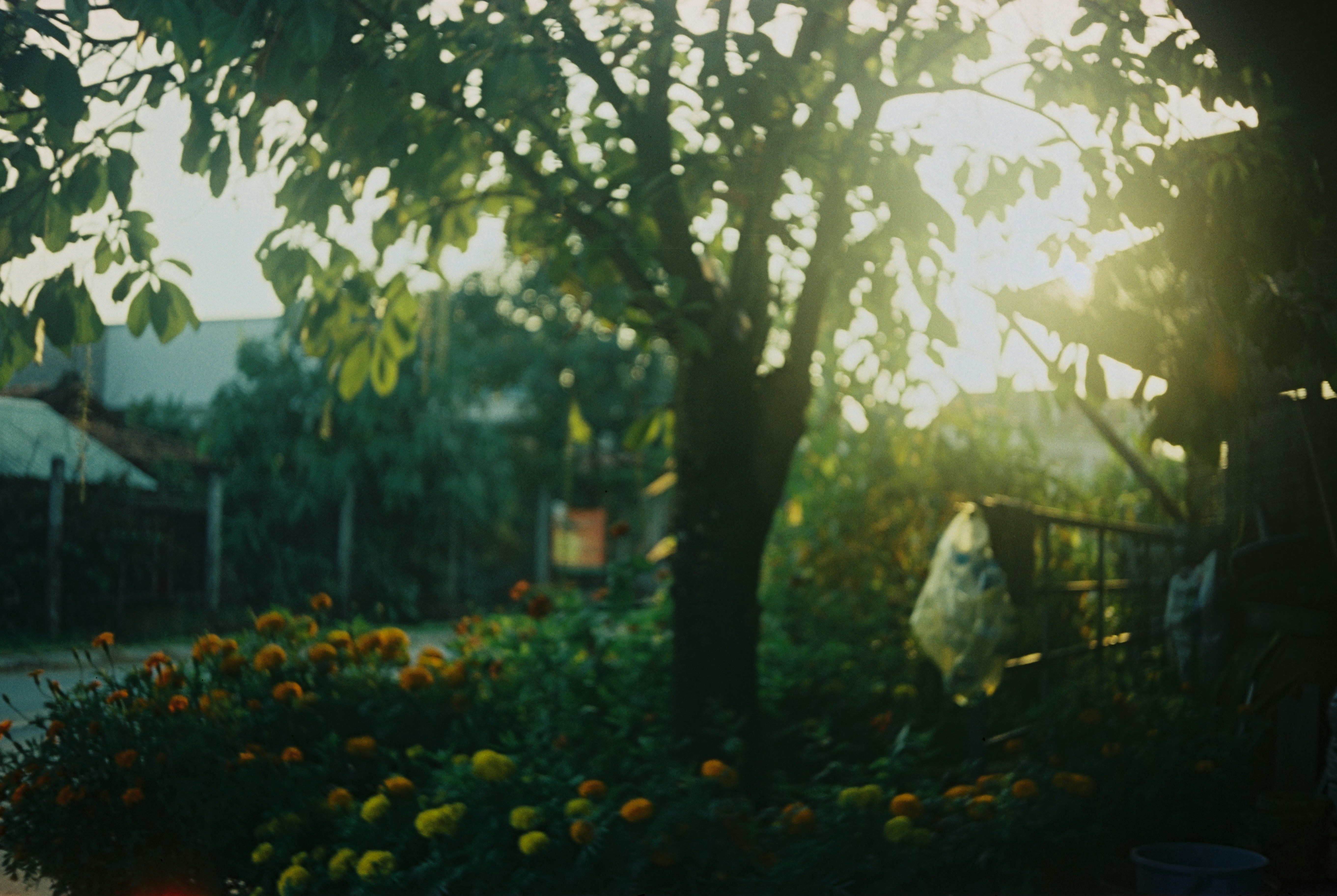 Photo by Le Tran Hoang Oanh with Fujifilm SP-3000