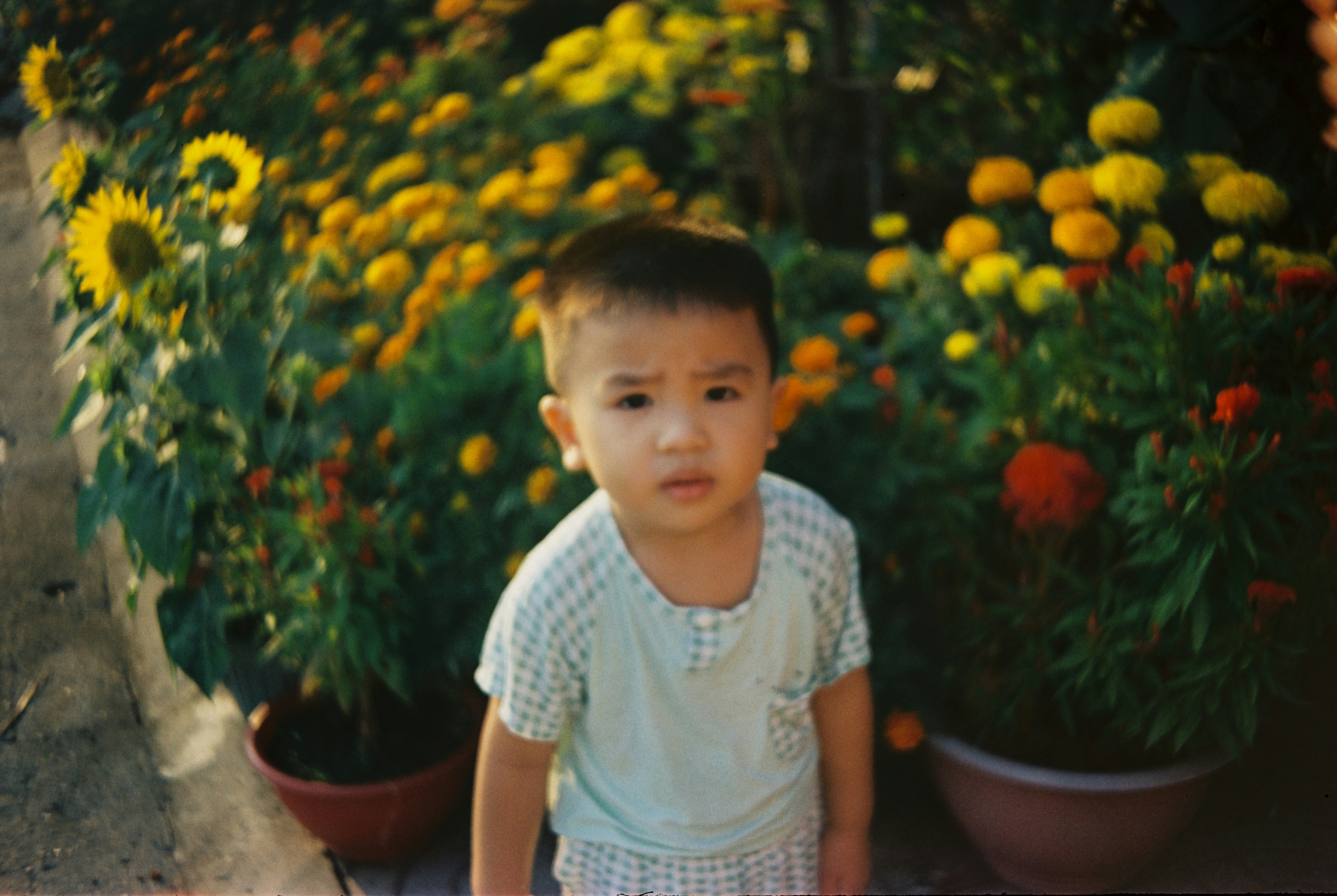 Gaze Among Golden Blooms: A Quiet Moment With a Child in a Sunlit Garden