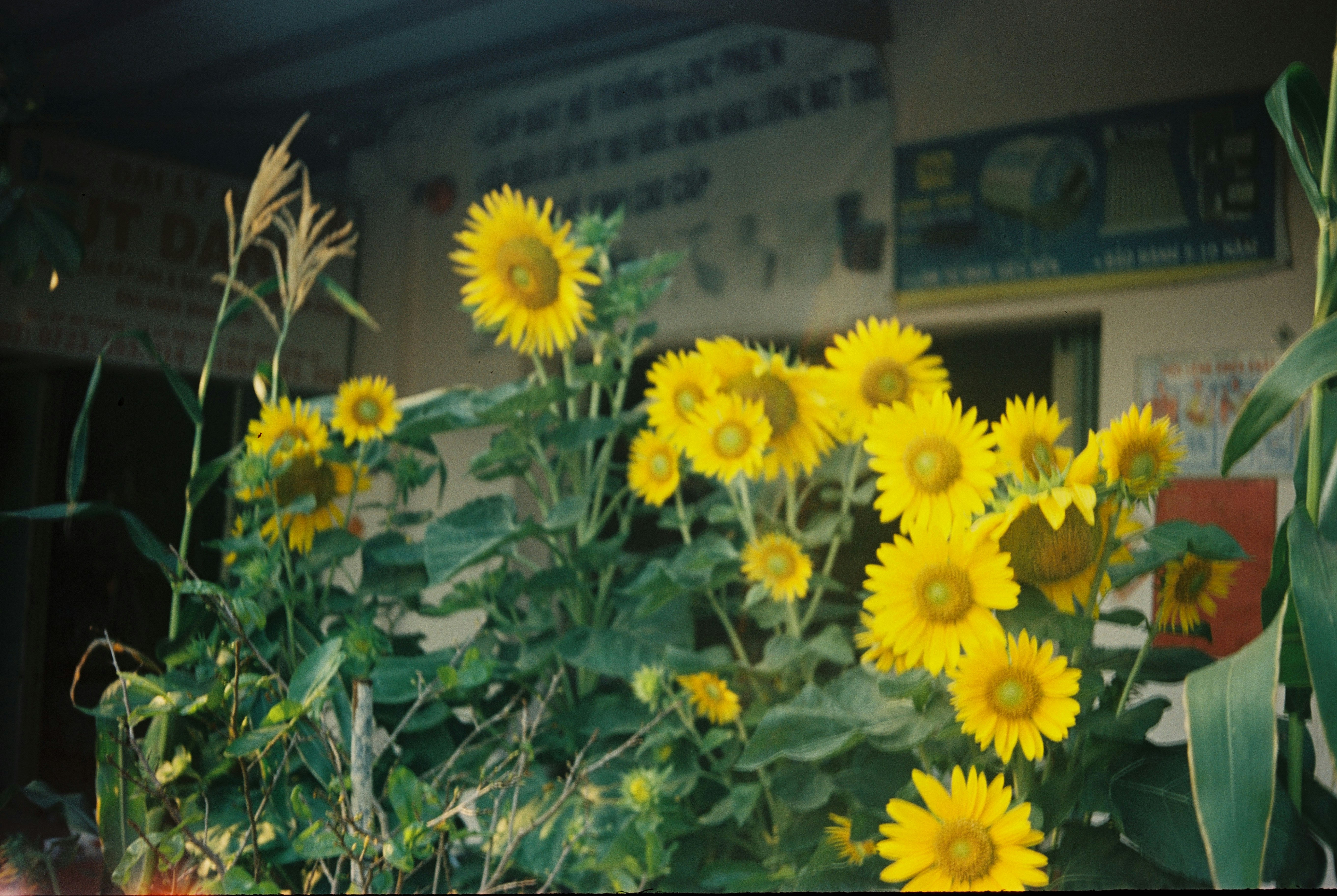 Photo by Le Tran Hoang Oanh with Fujifilm SP-3000