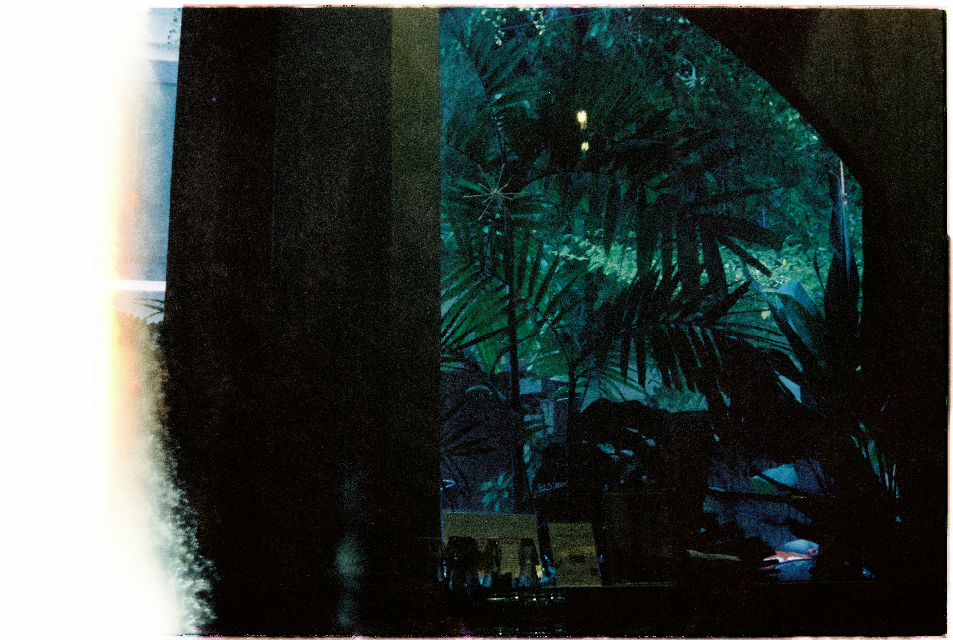 Nocturnal Glasshouse: Green Foliage Framed by Shadows