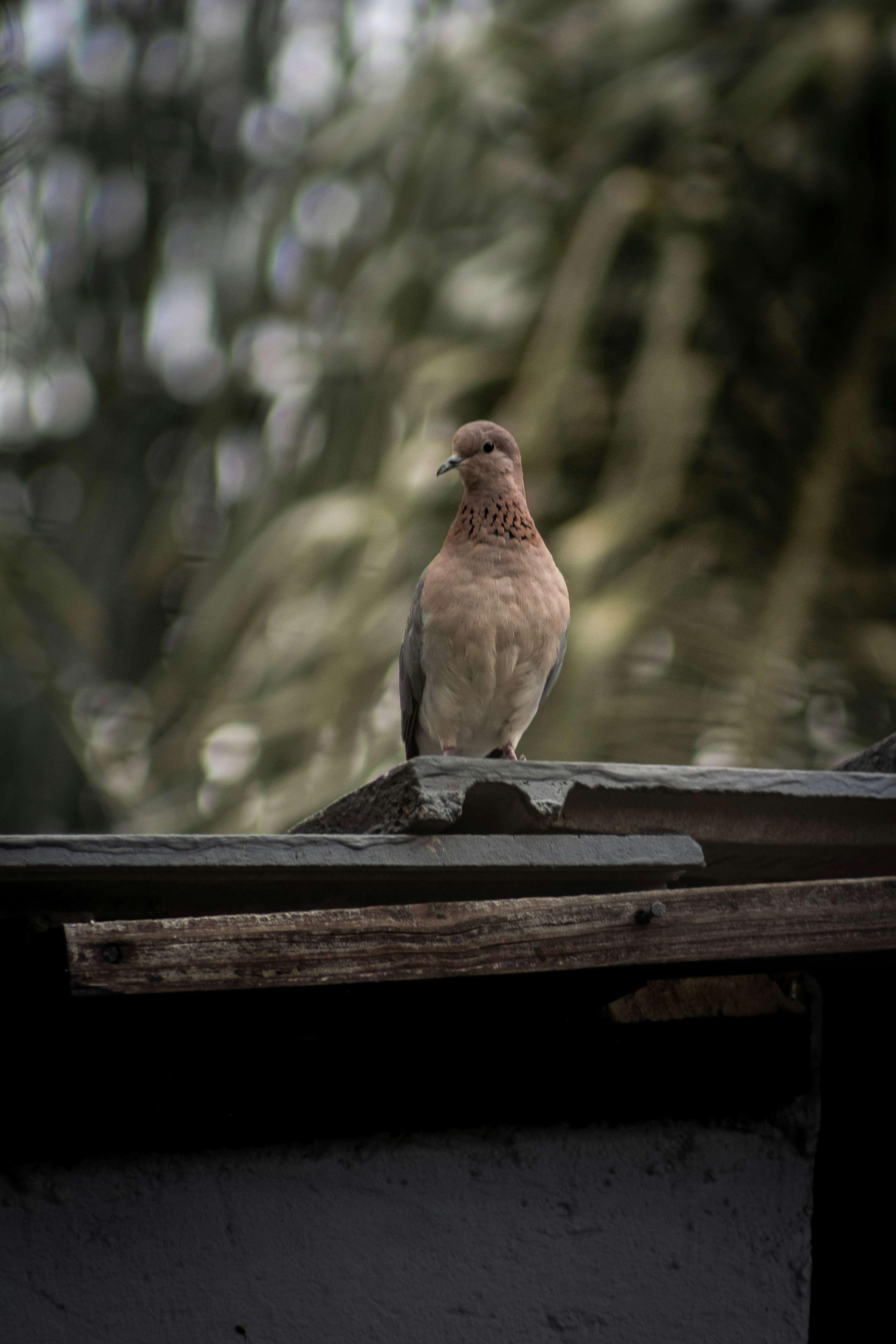 Rooftop Sentinel: Pigeon Perched on Weathered Wood Against a Soft Green Blur