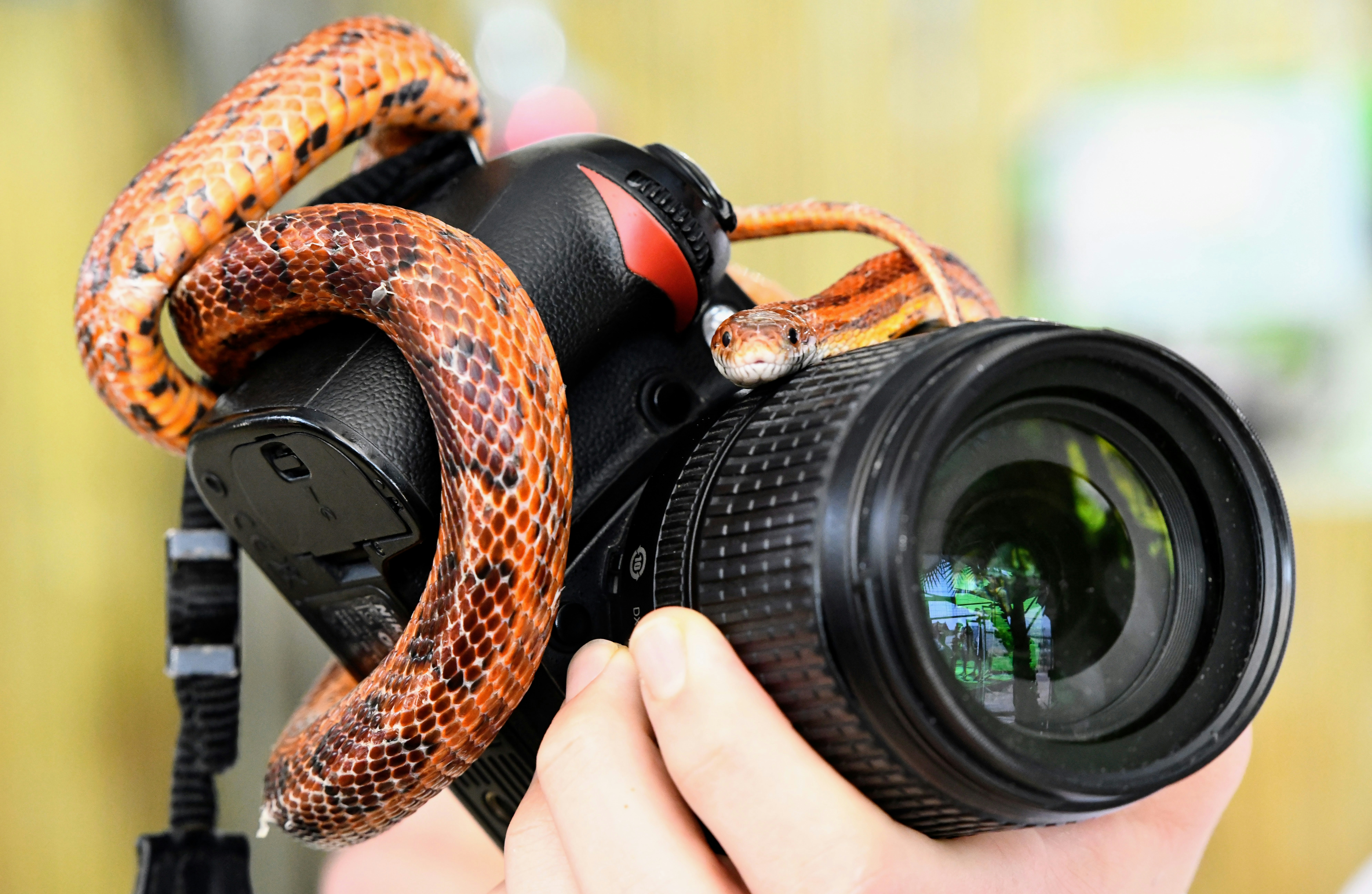 Cobra on the Lens: Textured Scales Meet Glass
