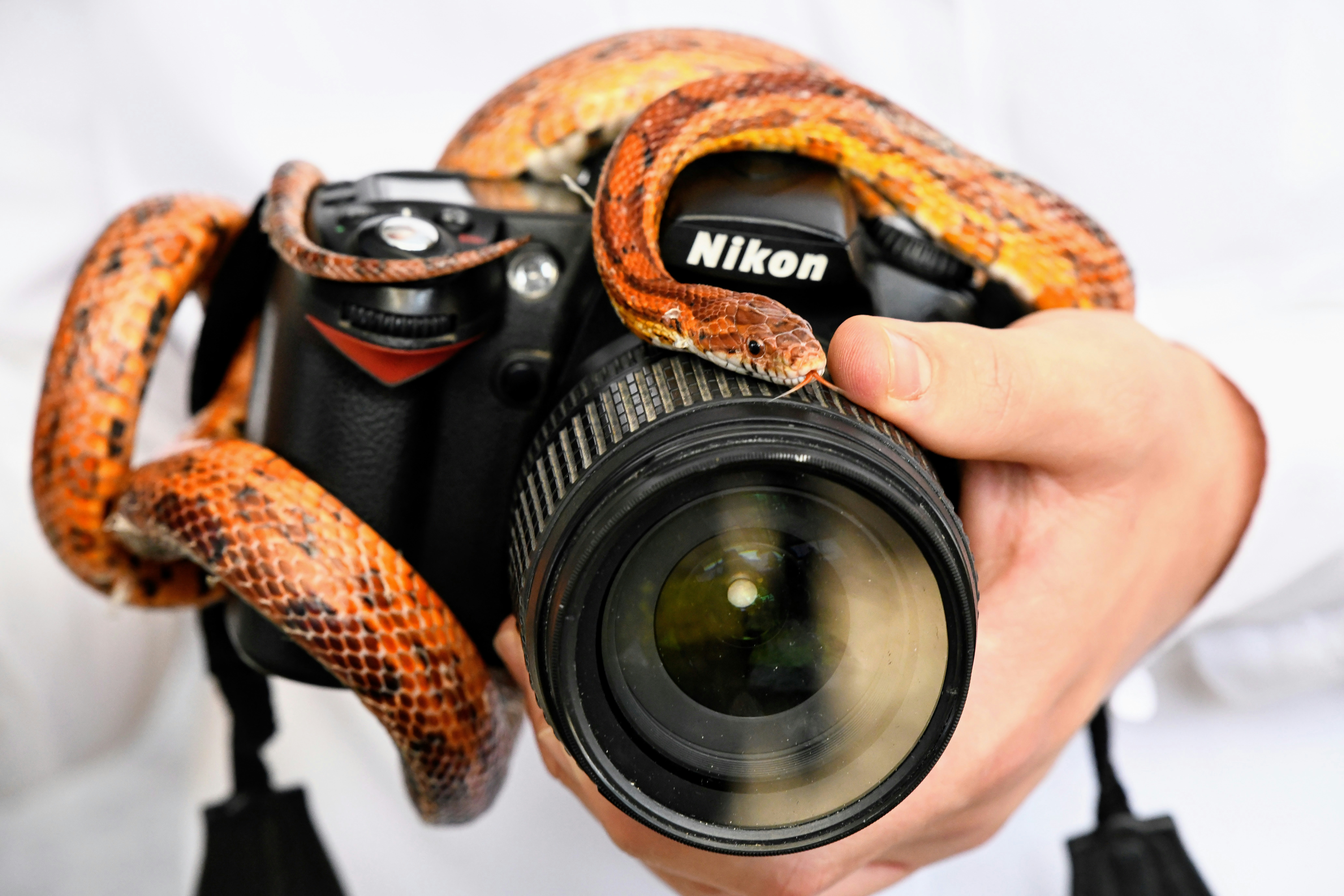 I was at a children's petting zoo taking photos when my son wanted to handle a snake and then it just slithered on to my camera. A bit of a shock but the snake seemed to be enjoying it.