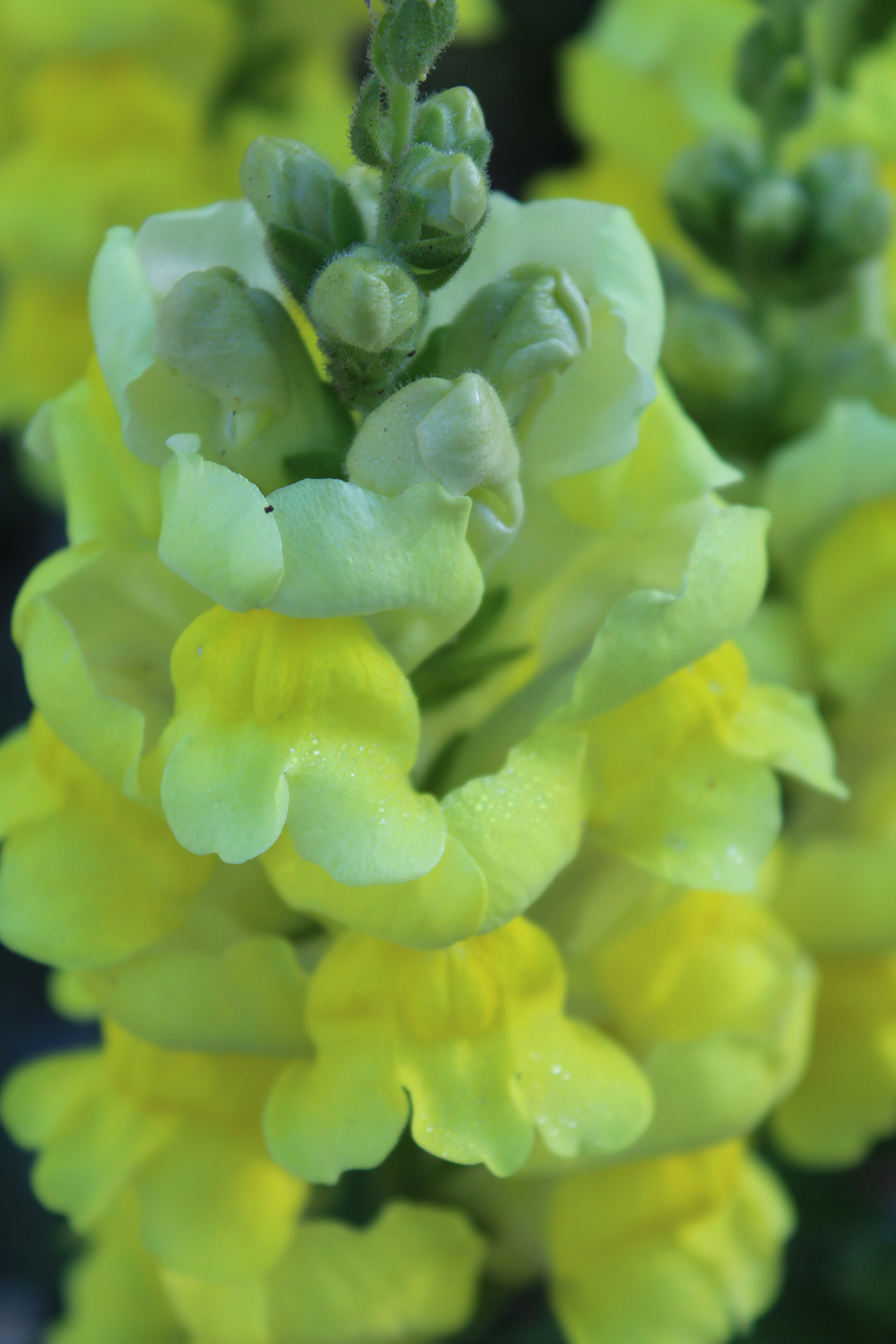 Lemon-Lime Snapdragon Bloom: Velvet Petals in Morning Glow