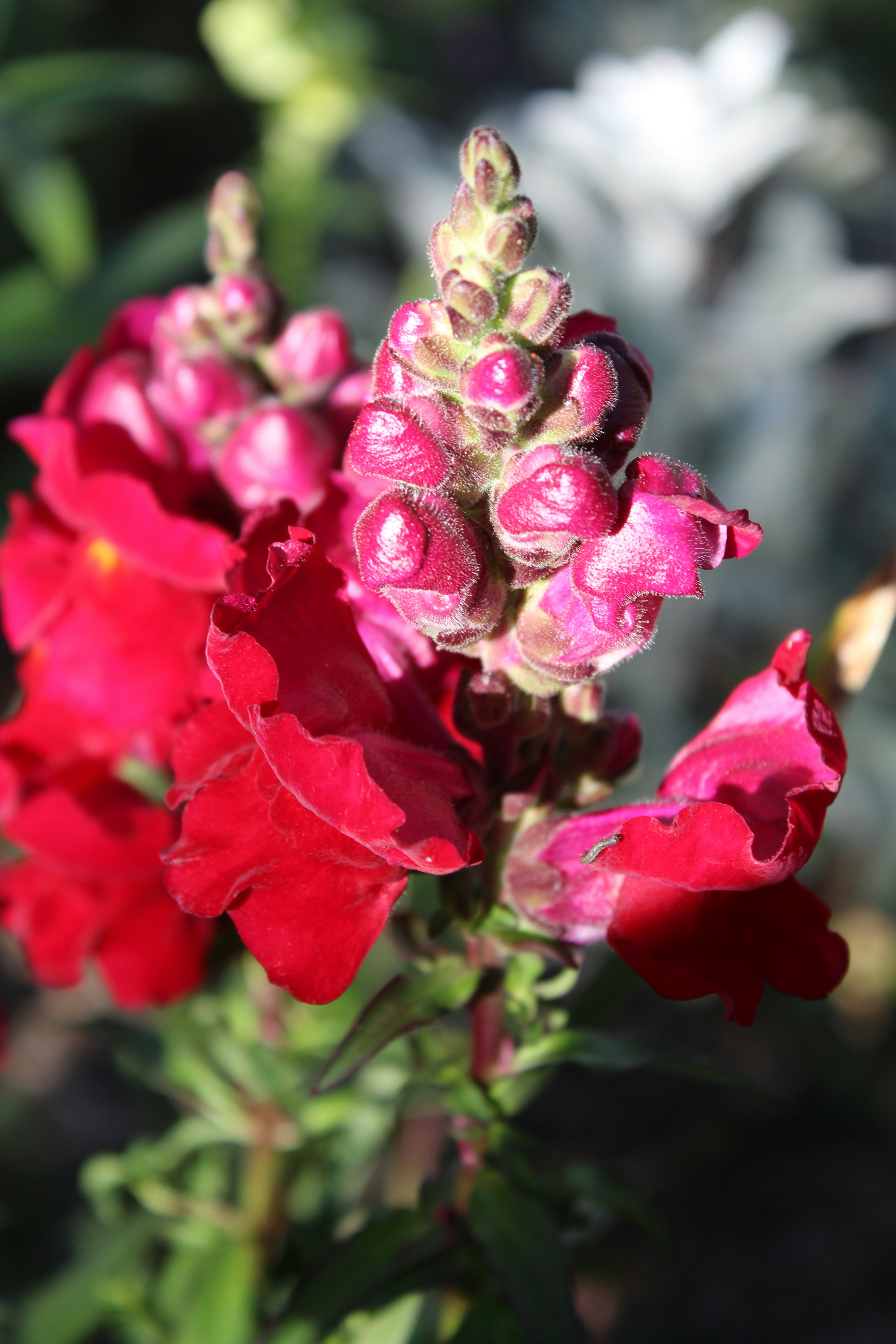 Crimson Snapdragon Spike in Morning Light