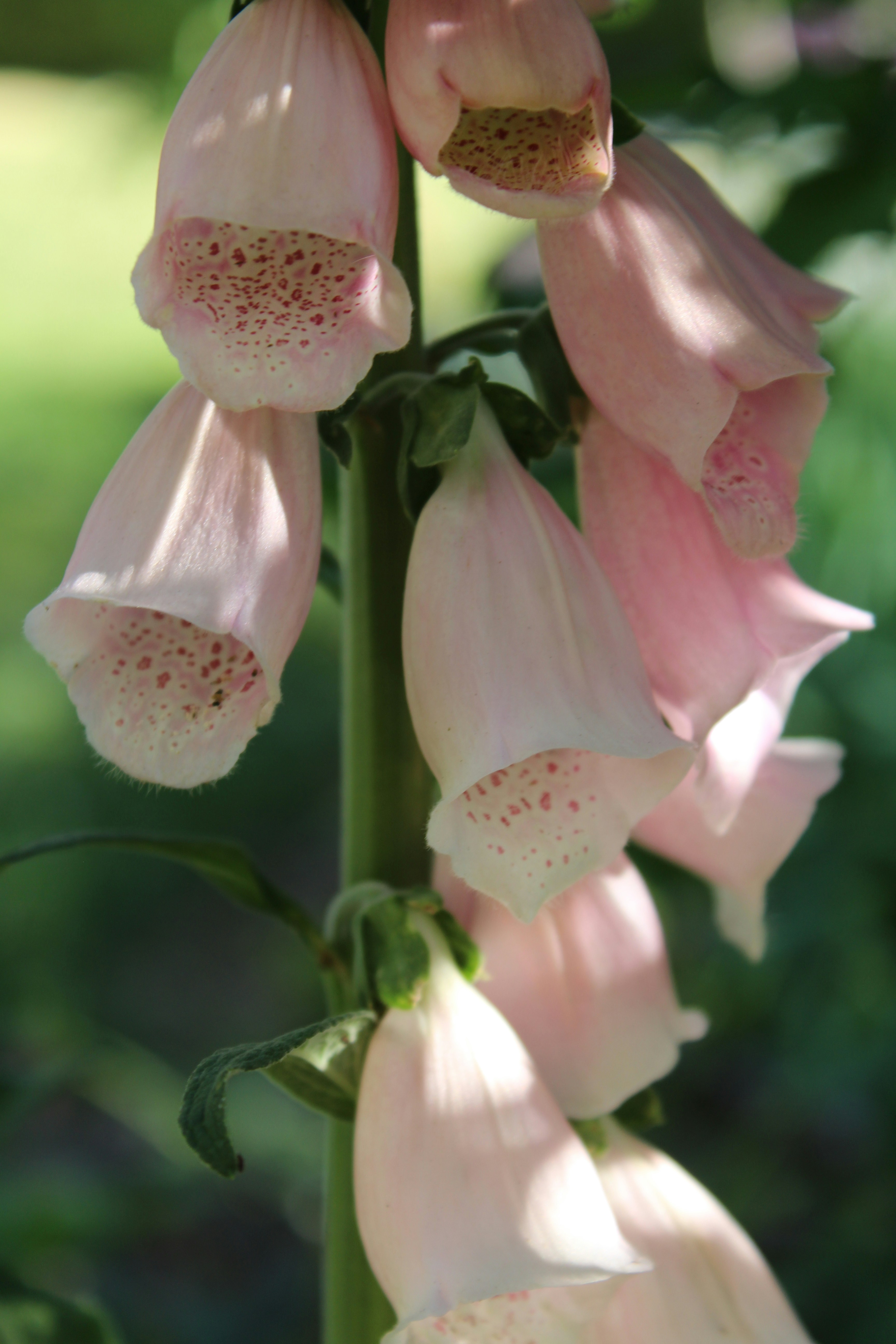 Cascade of pale pink foxgloves in dappled sunlight