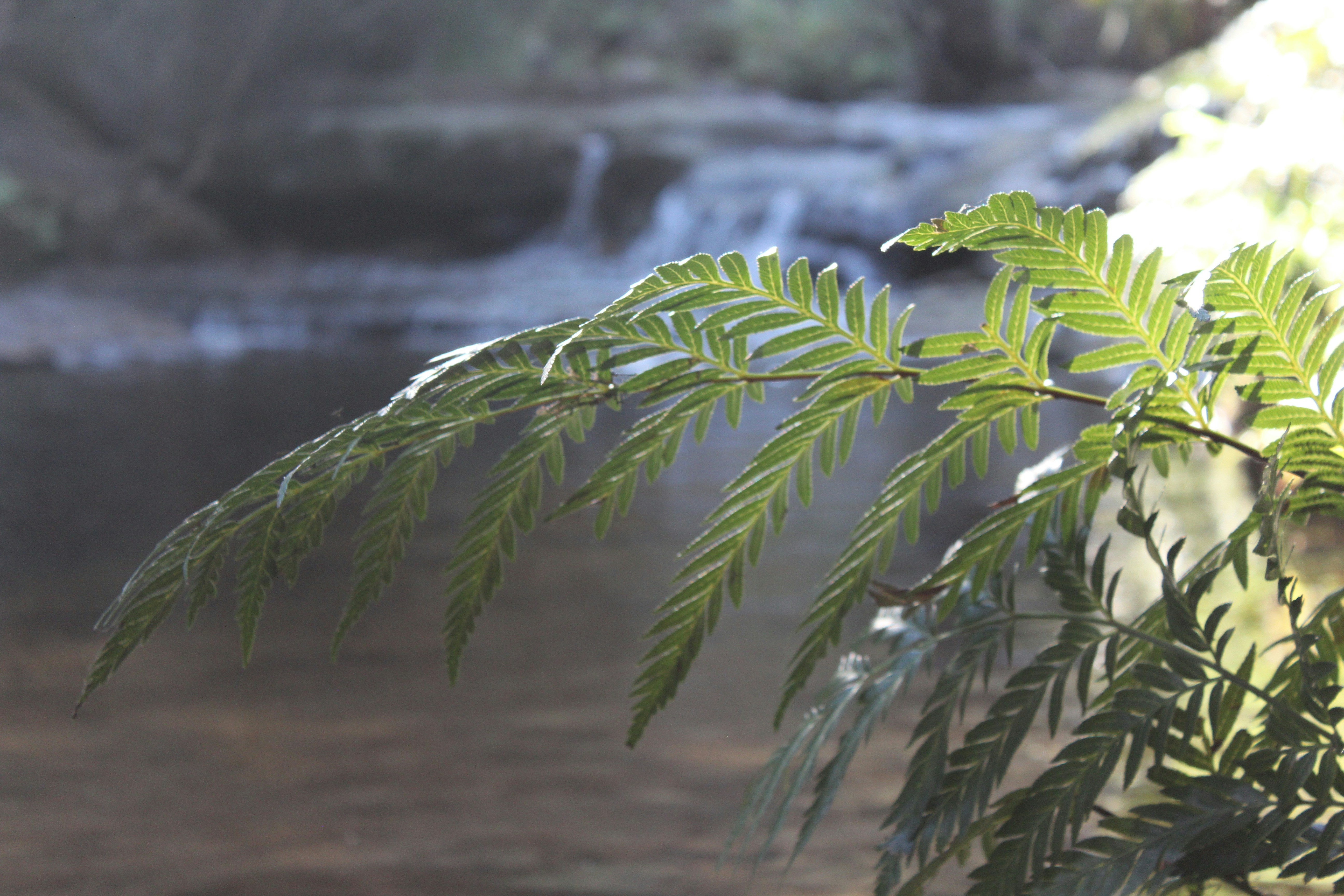 Sunlit Fern Fronds Framing a Quiet Riverside