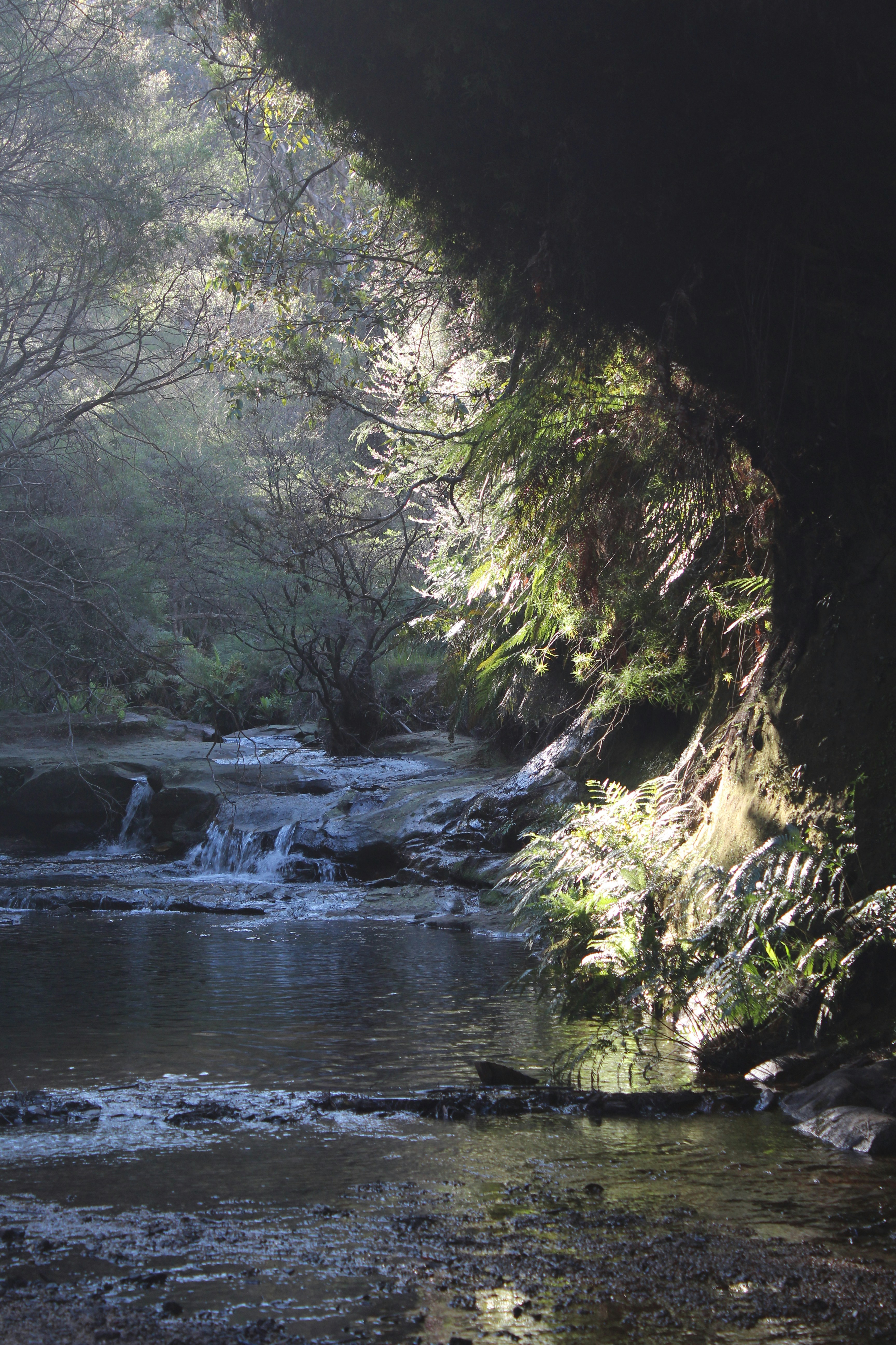 Sunlit Fern Edge: A Quiet River Gorge