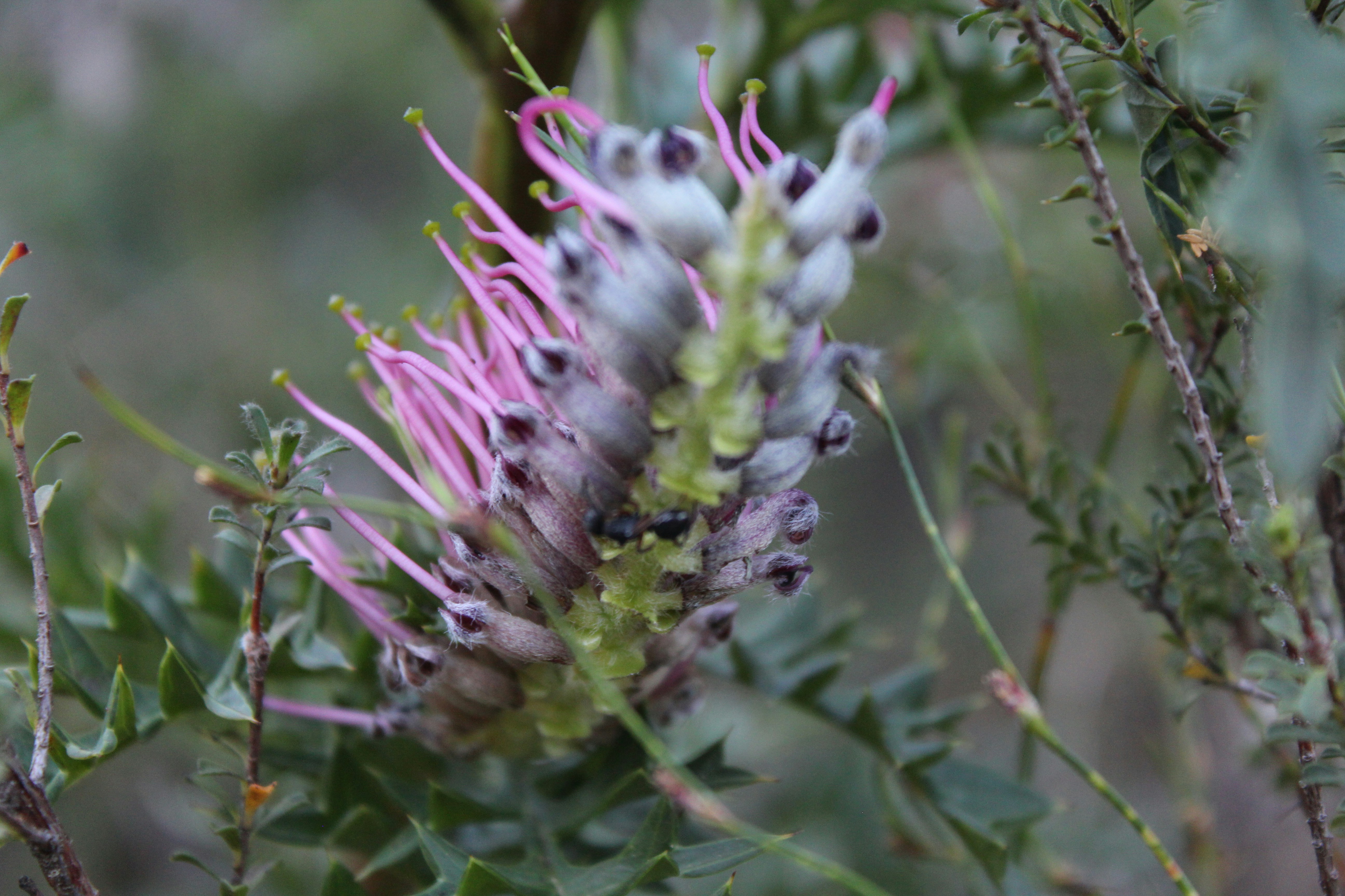 Spiky Pink Protea Close-Up: Color and Texture in Focus