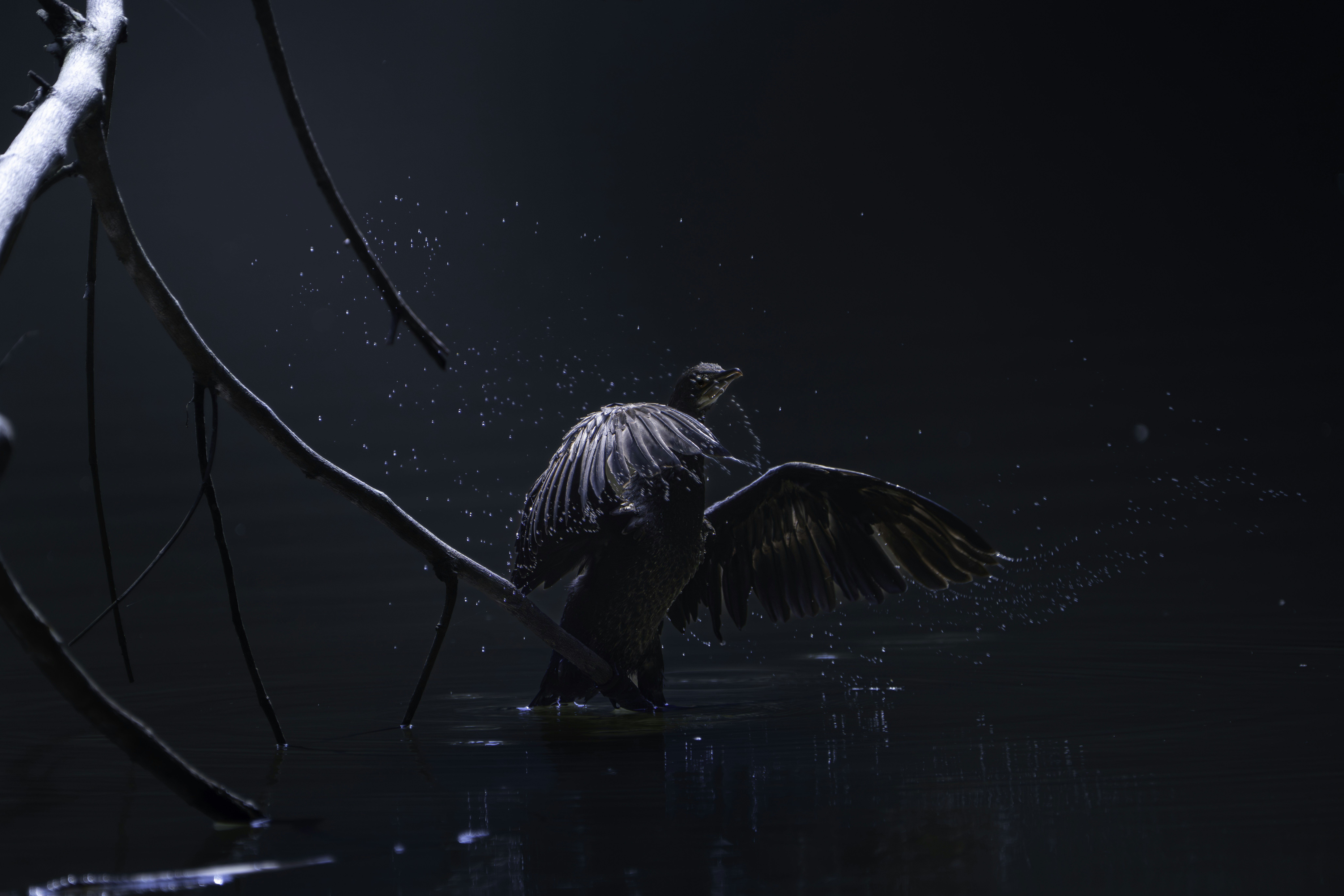 Photo by Prasad Madusanka with Sony Alpha 7R V