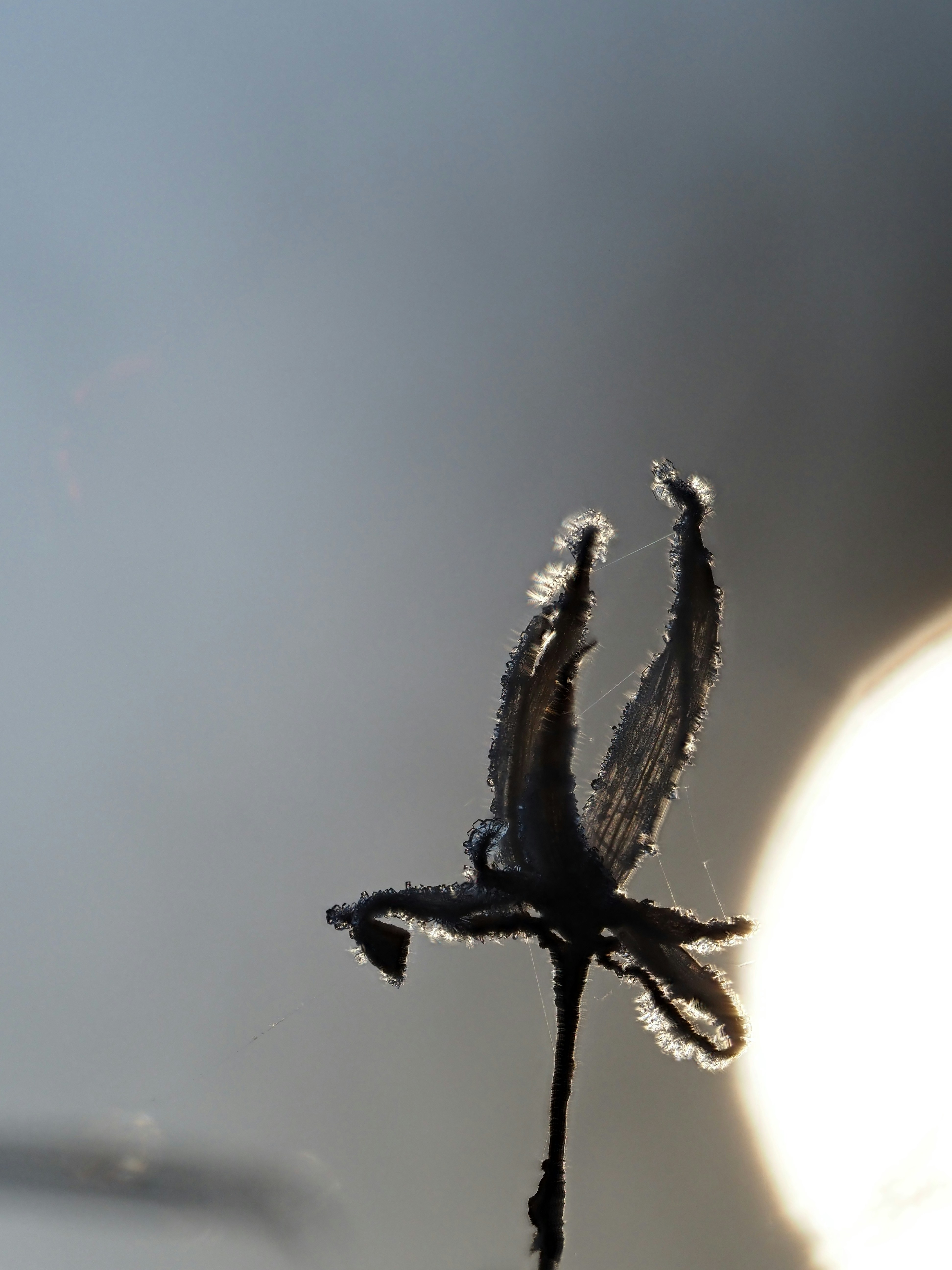 dry plants covered with frost