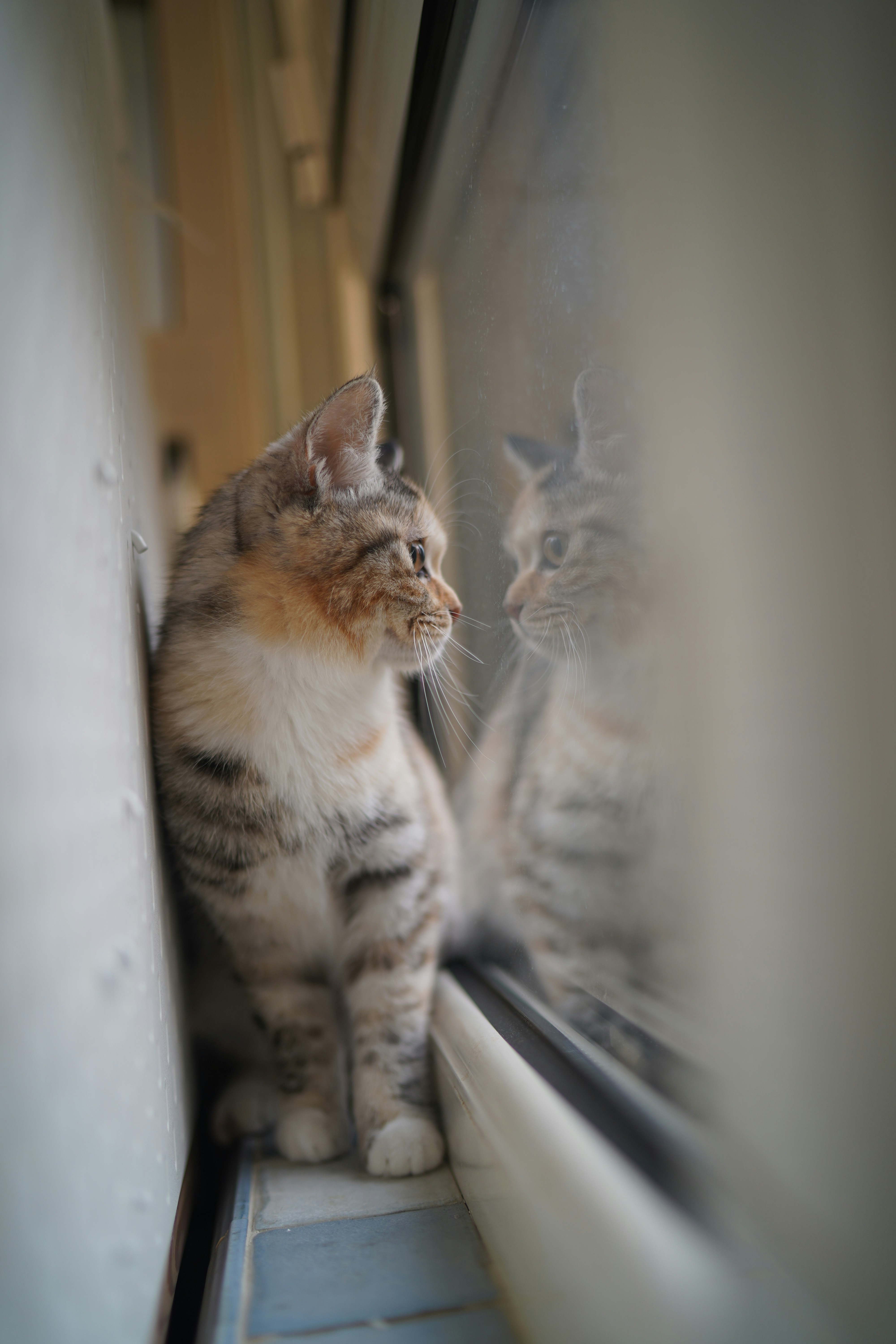Window-Side Gaze: A Cat Contemplating the Quiet Outside