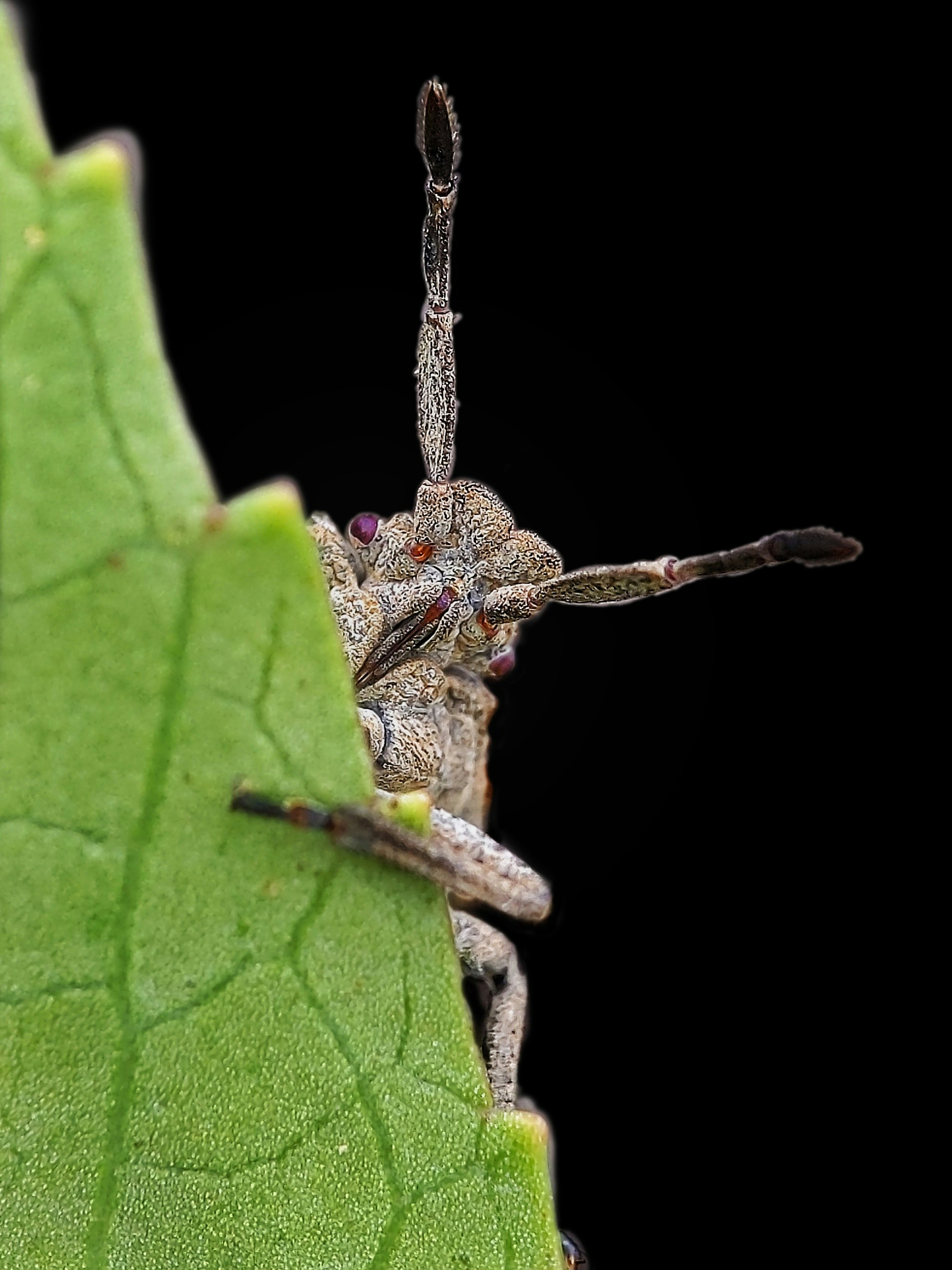Edge Camouflage: A Tiny Armored Insect Clinging to a Leaf