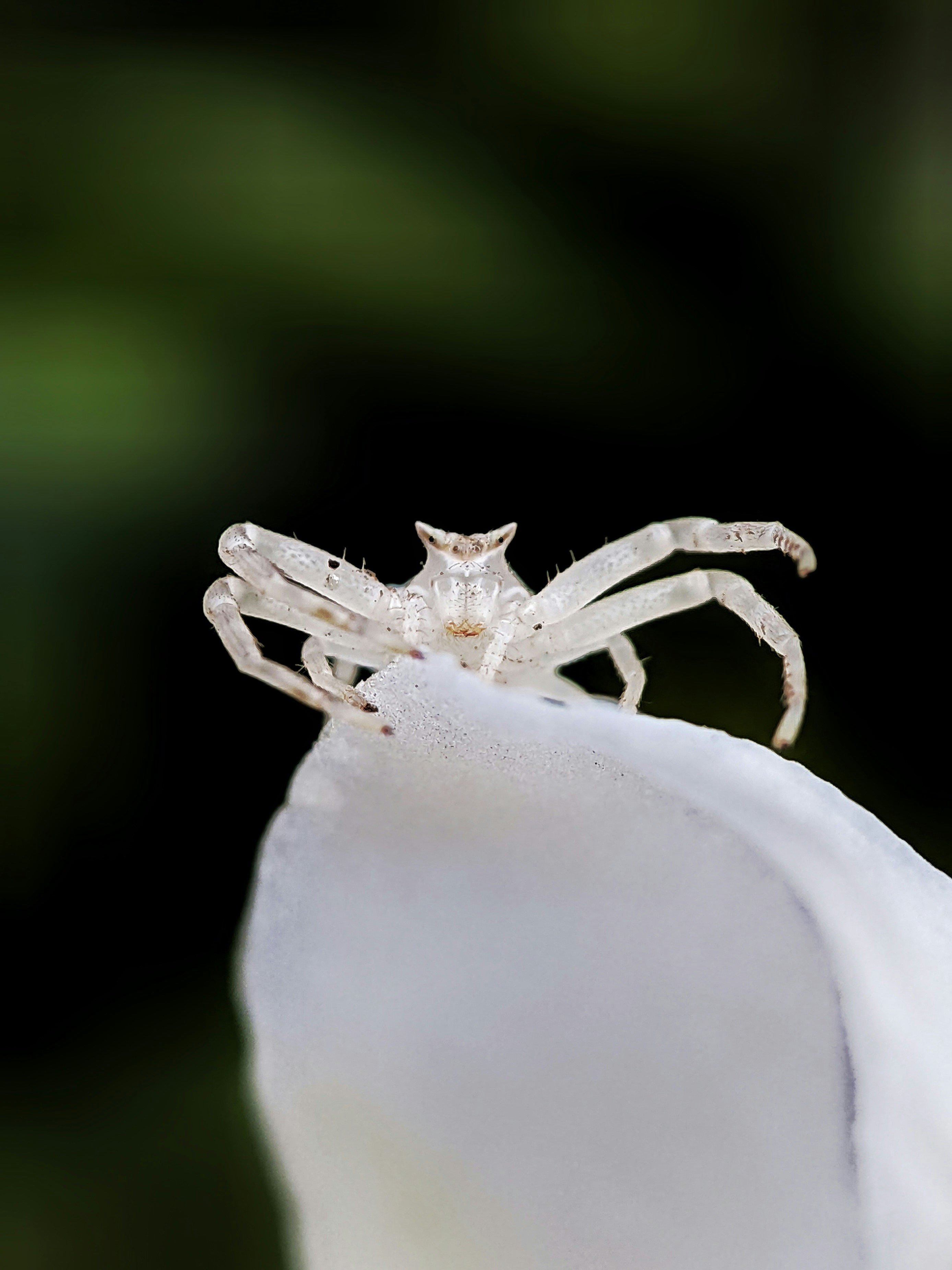 Pale Crab Spider Balancing on a Snowy Petal Edge
