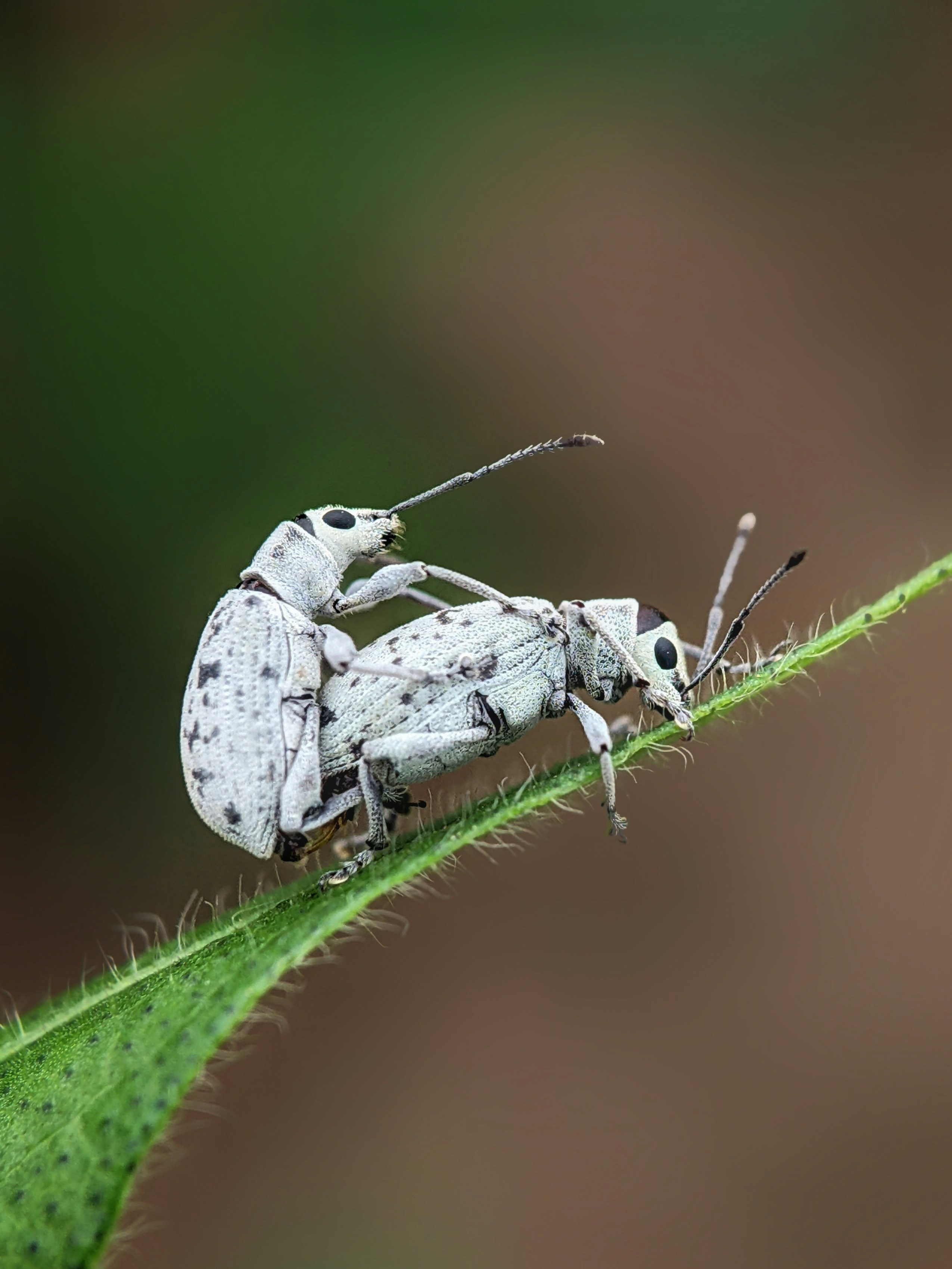 Pair of Pale Weevils Clinging to a Grass Blade in Macro Detail